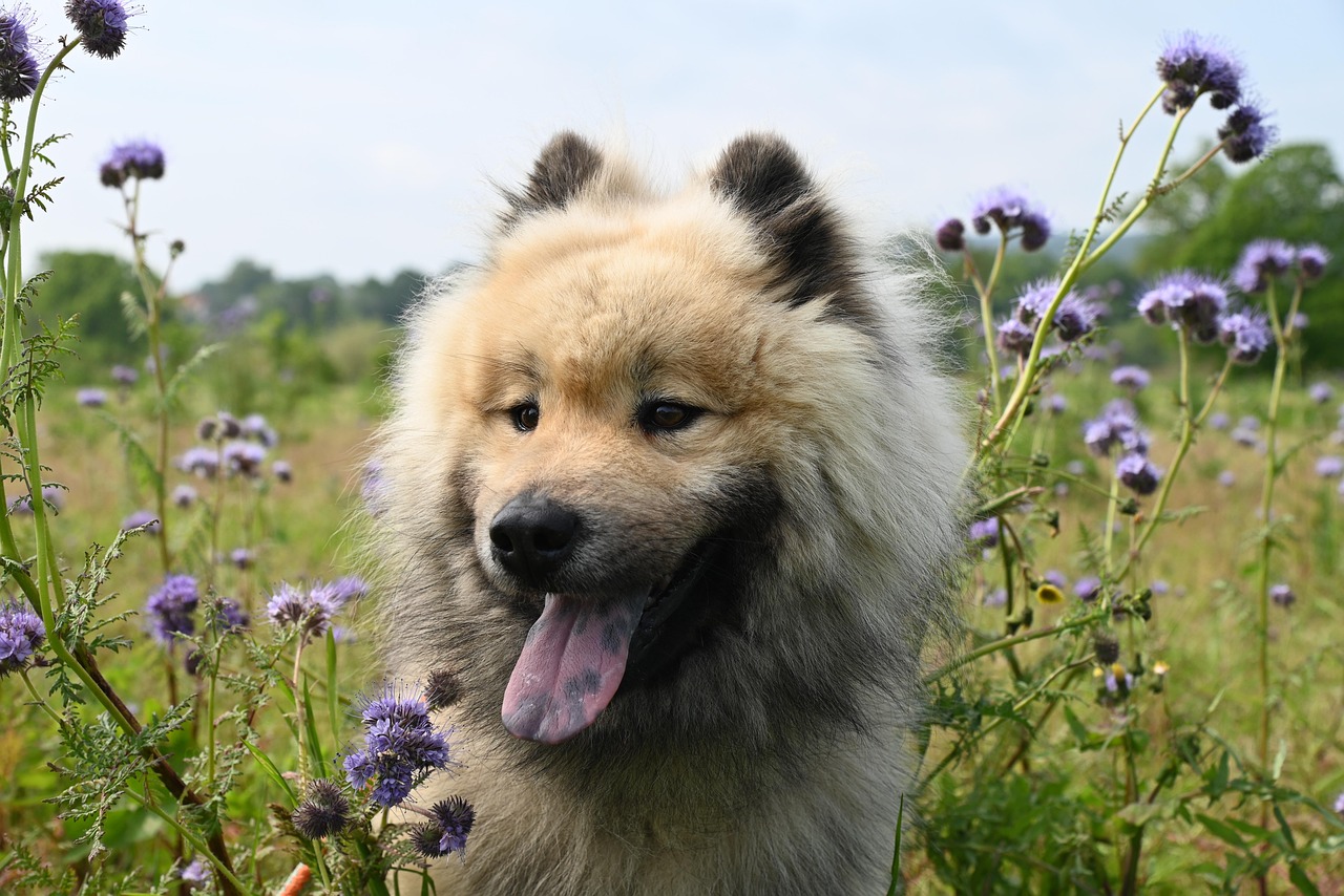 Dog Breed Restrictions in Massachusetts: A Clear Guide for Responsible ...