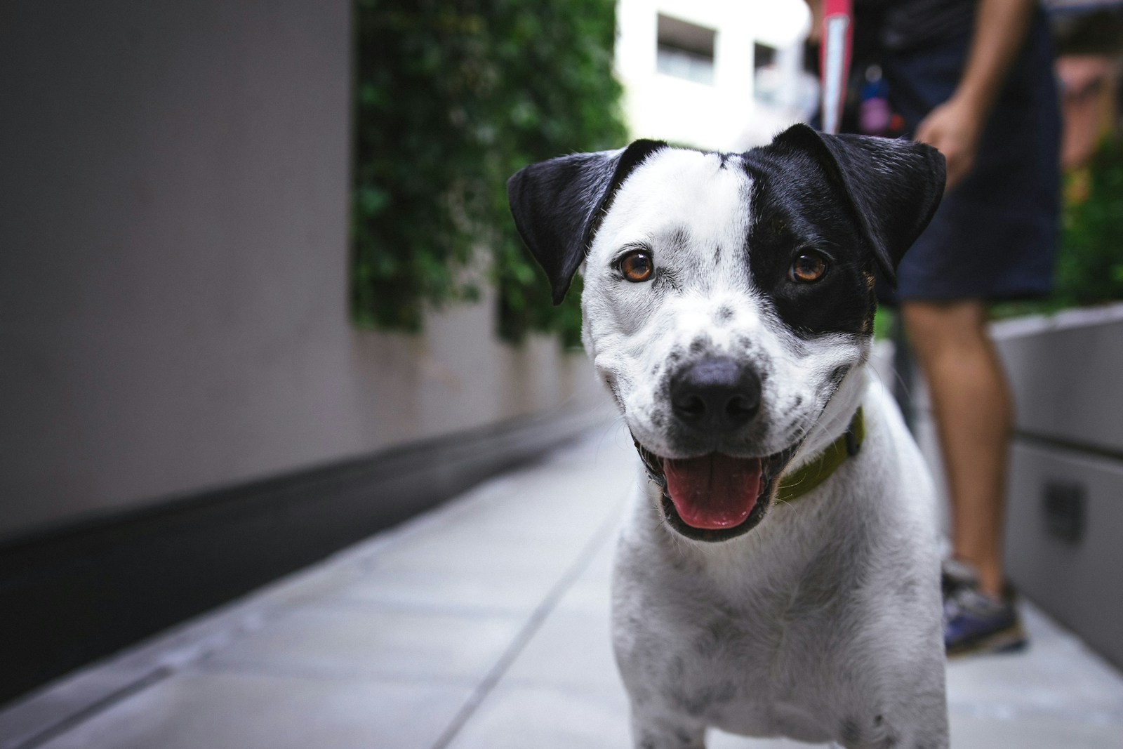 Dog Breed Restrictions in Pennsylvania: Know Local Laws, Breed Bans ...