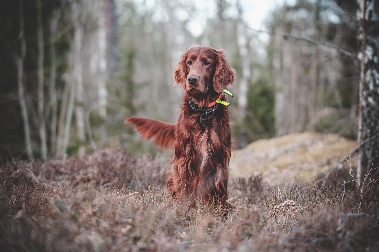 Dog Leash Laws in Pennsylvania: Local Nuances, Penalties, and Owner ...