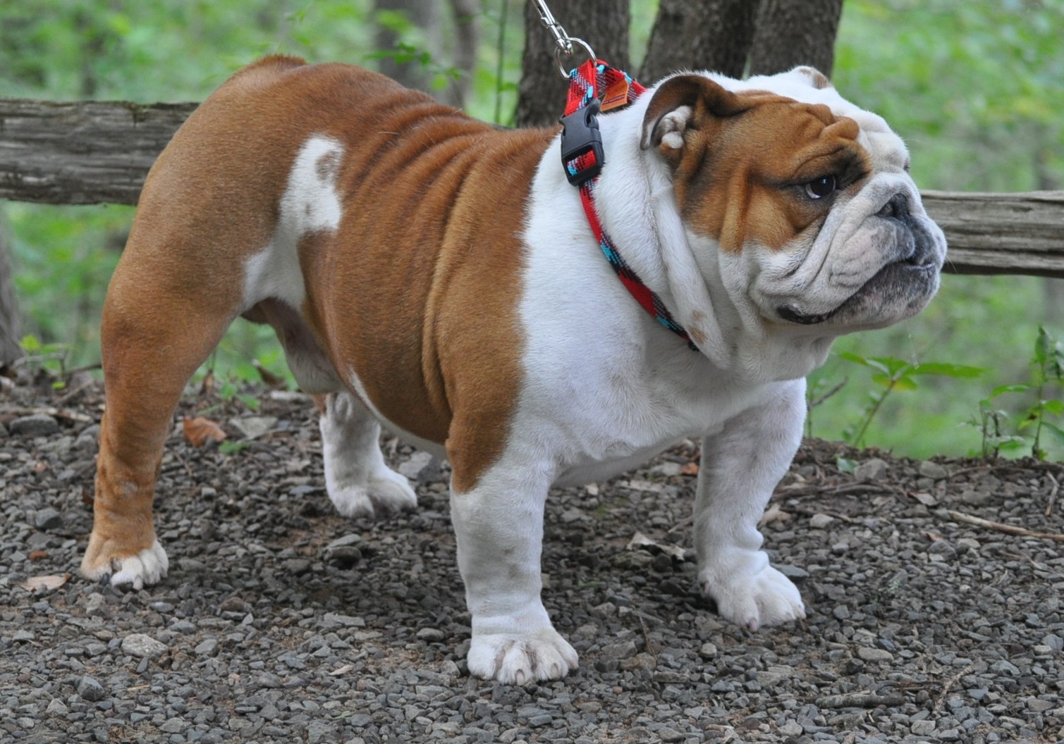 Popular Dog Breeds in Missouri in 2025: The Complete Family Guide