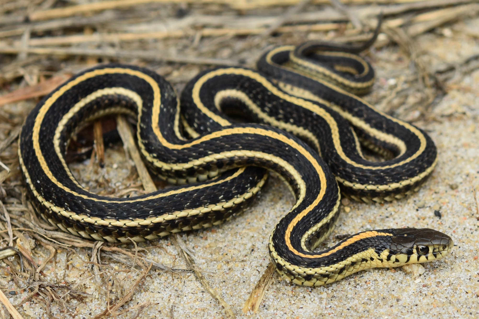 How to Identify Snakes with Stripes in Tennessee (Complete Field Guide)