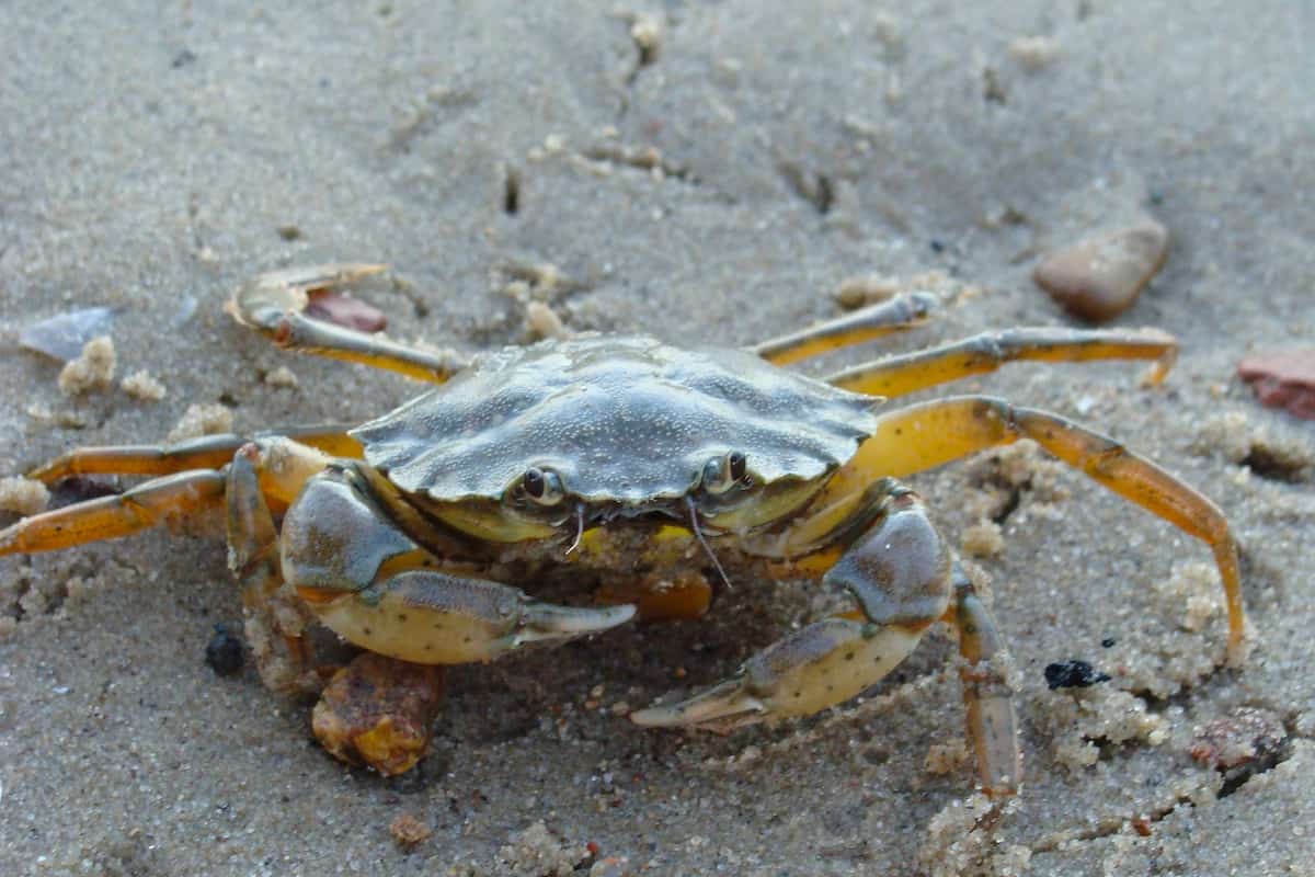 16 Types of Crabs in the Philippines Every Marine Enthusiast Should Know