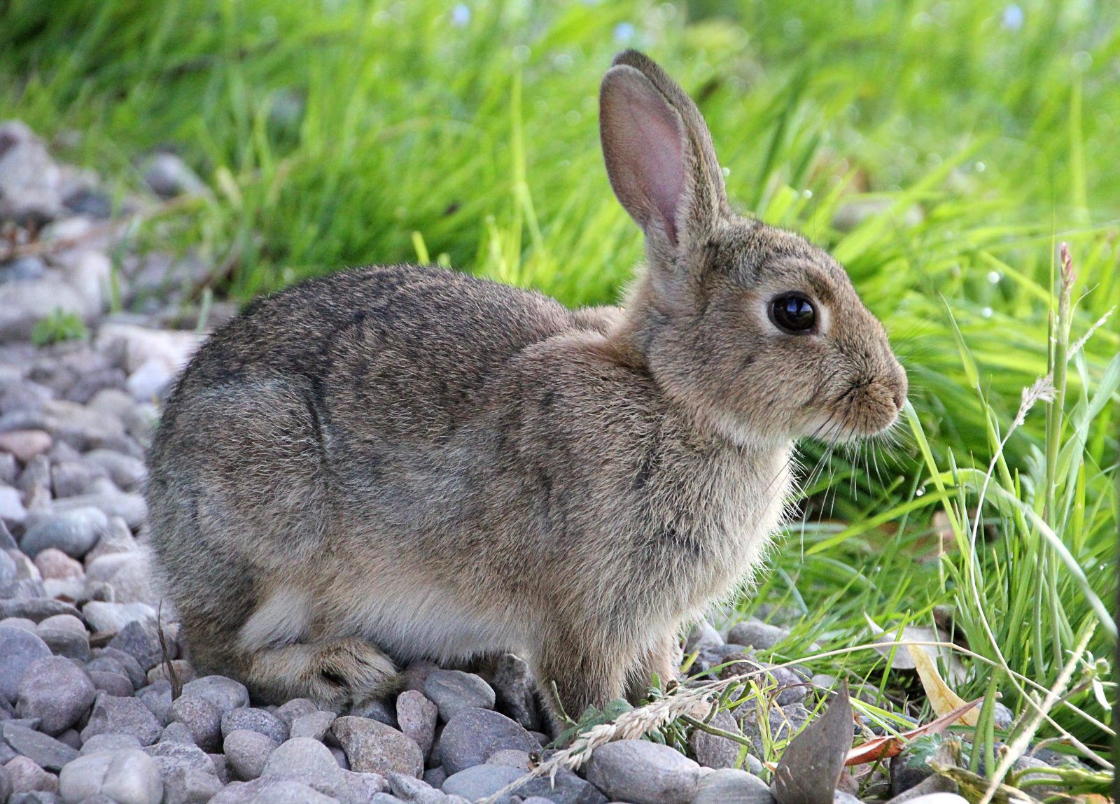 How to Identify Types of Rabbits in Pennsylvania: Complete Species Guide
