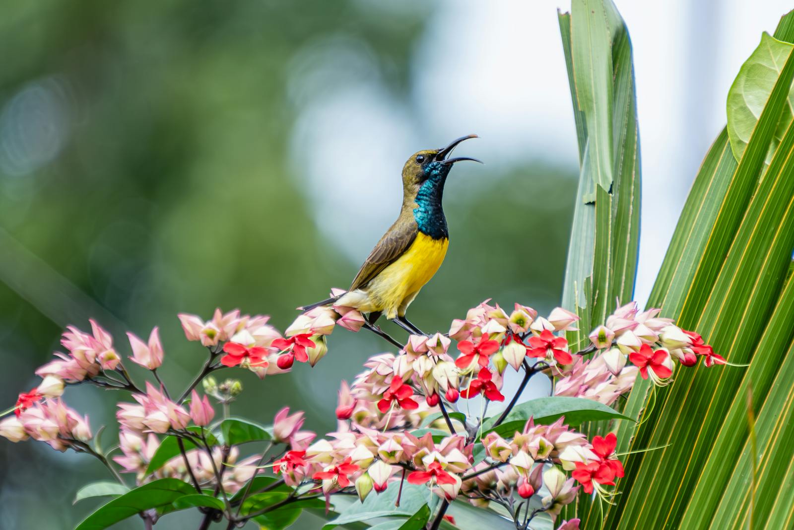 10 Birds That Sing at Night in Arizona You Should Know