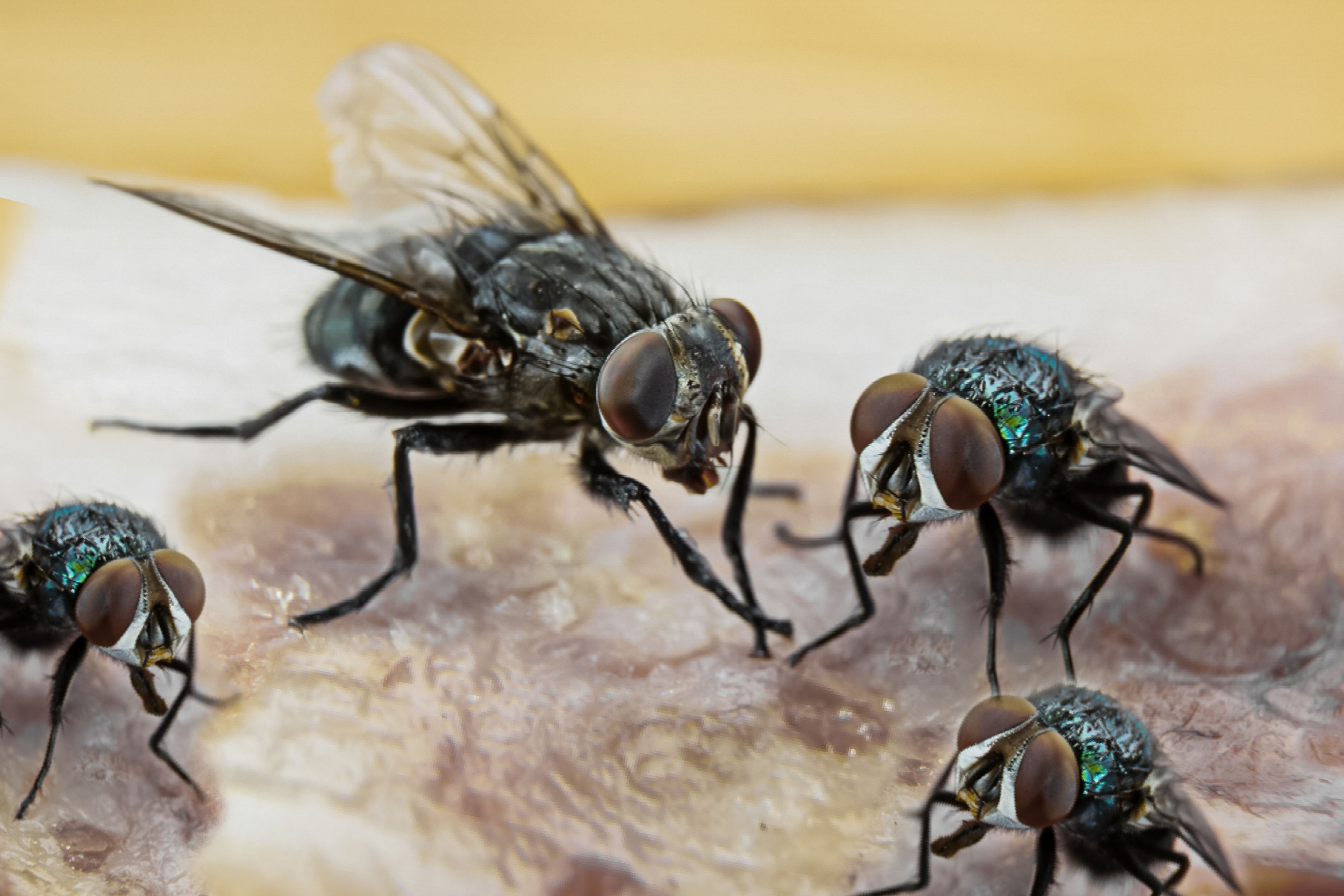 6 Biting Flies in Colorado You Need to Identify and Avoid