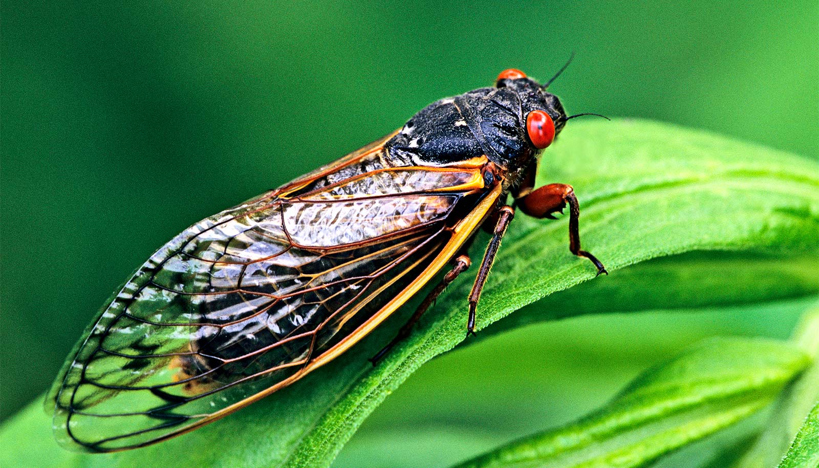 6 Common Cicadas You'll Hear in Southern California This Summer