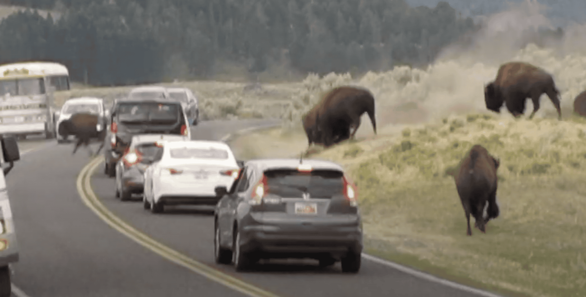 The Animals You Need to Fear in Yellowstone National Park