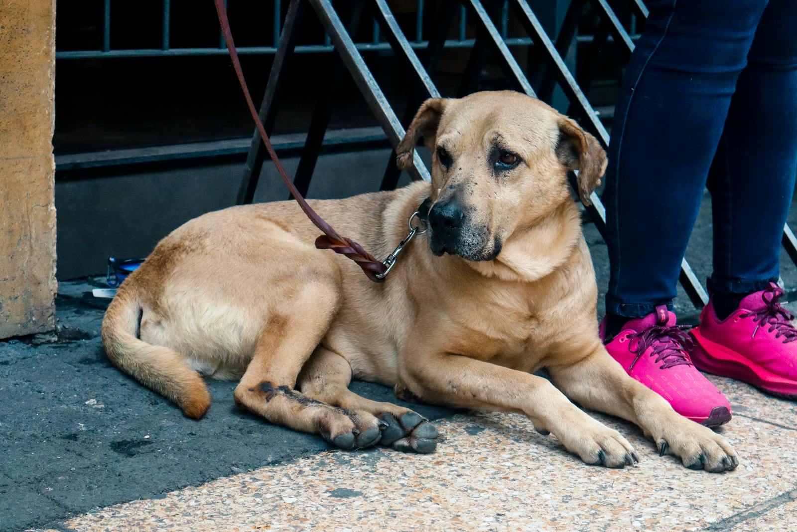 Dog Leash Laws in Dallas Texas: Essential Rules & Local Guidance for Owners