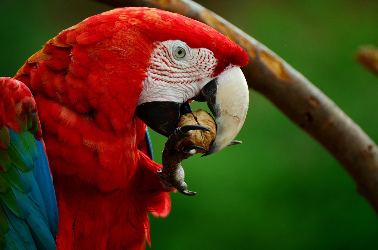 How to Identify Birds With Red Heads in Ontario: Complete Visual Guide