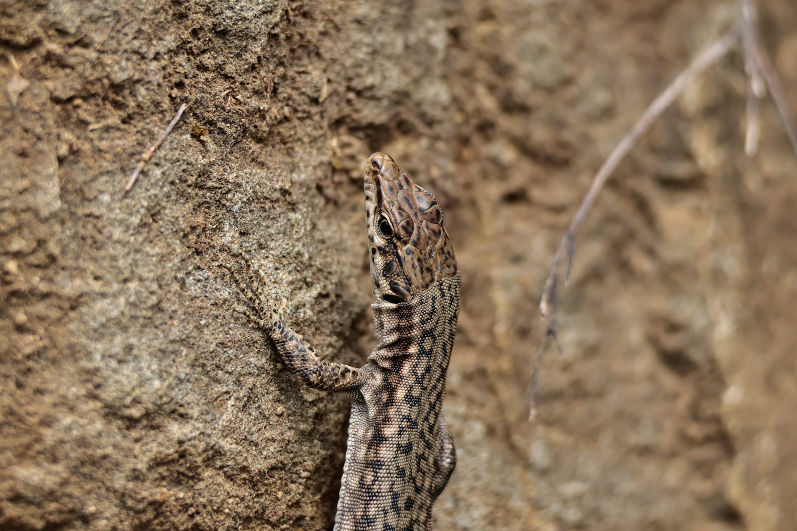 How to Identify Lizards in South Carolina: Complete Native Species Guide