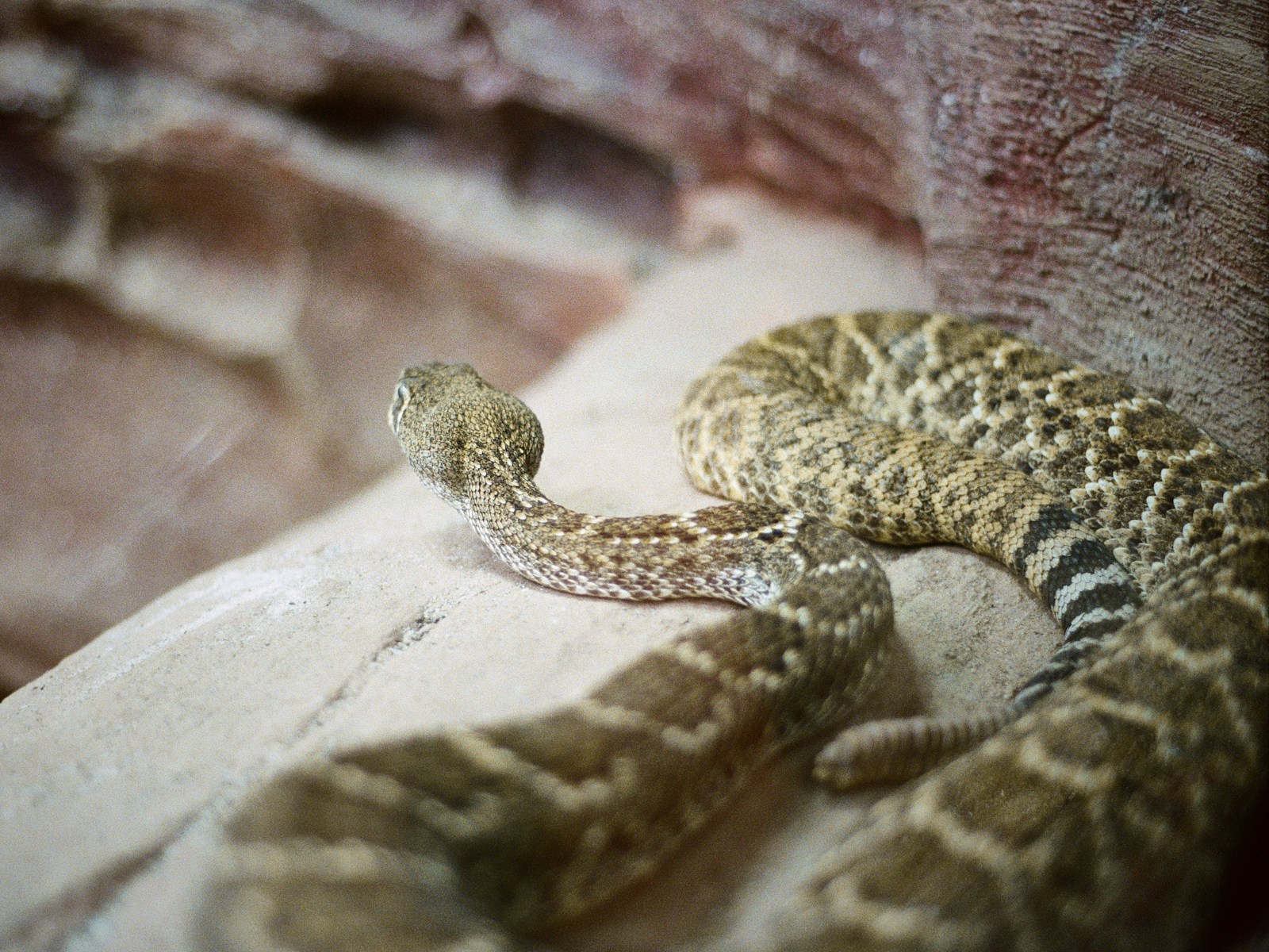 7 Venomous Animals in Oklahoma in 2025: Complete Safety Guide