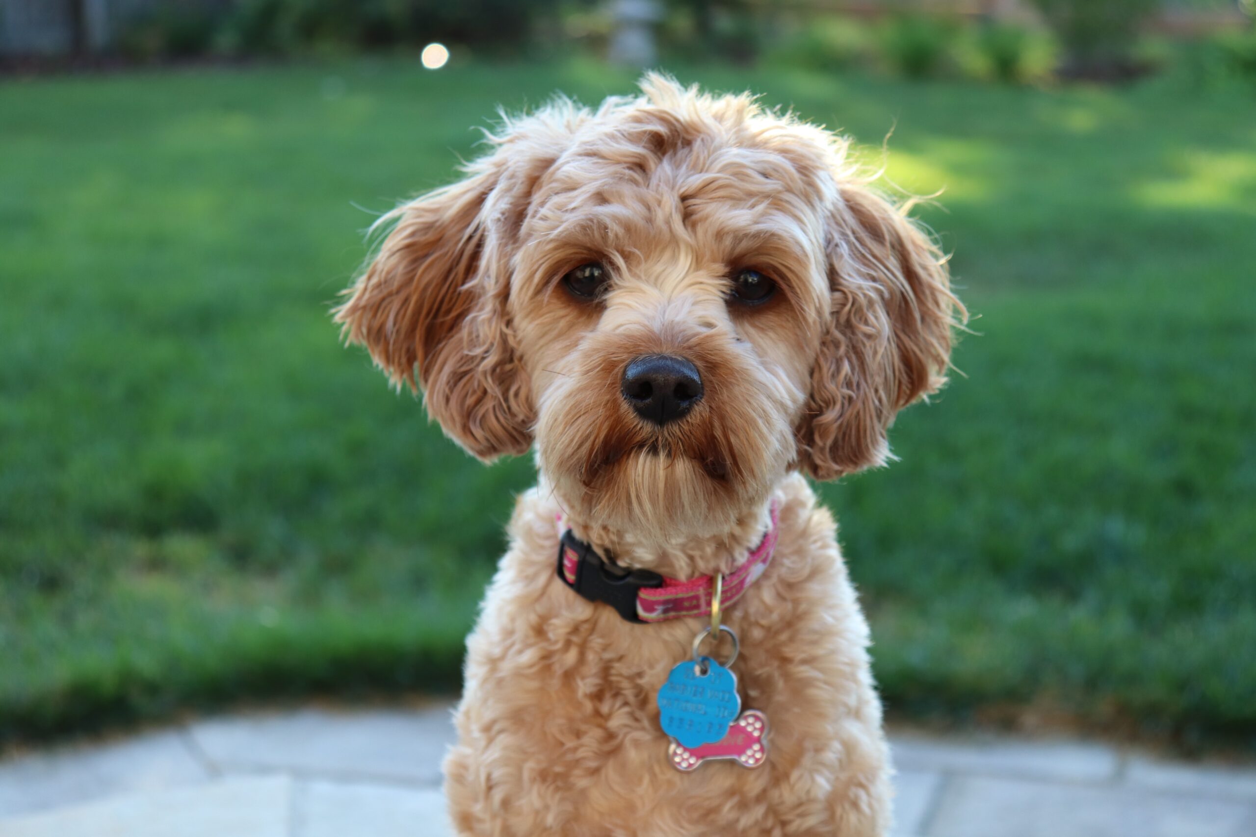 What Breeds Make a Cavapoo? Discover Their Unique Origins & Traits