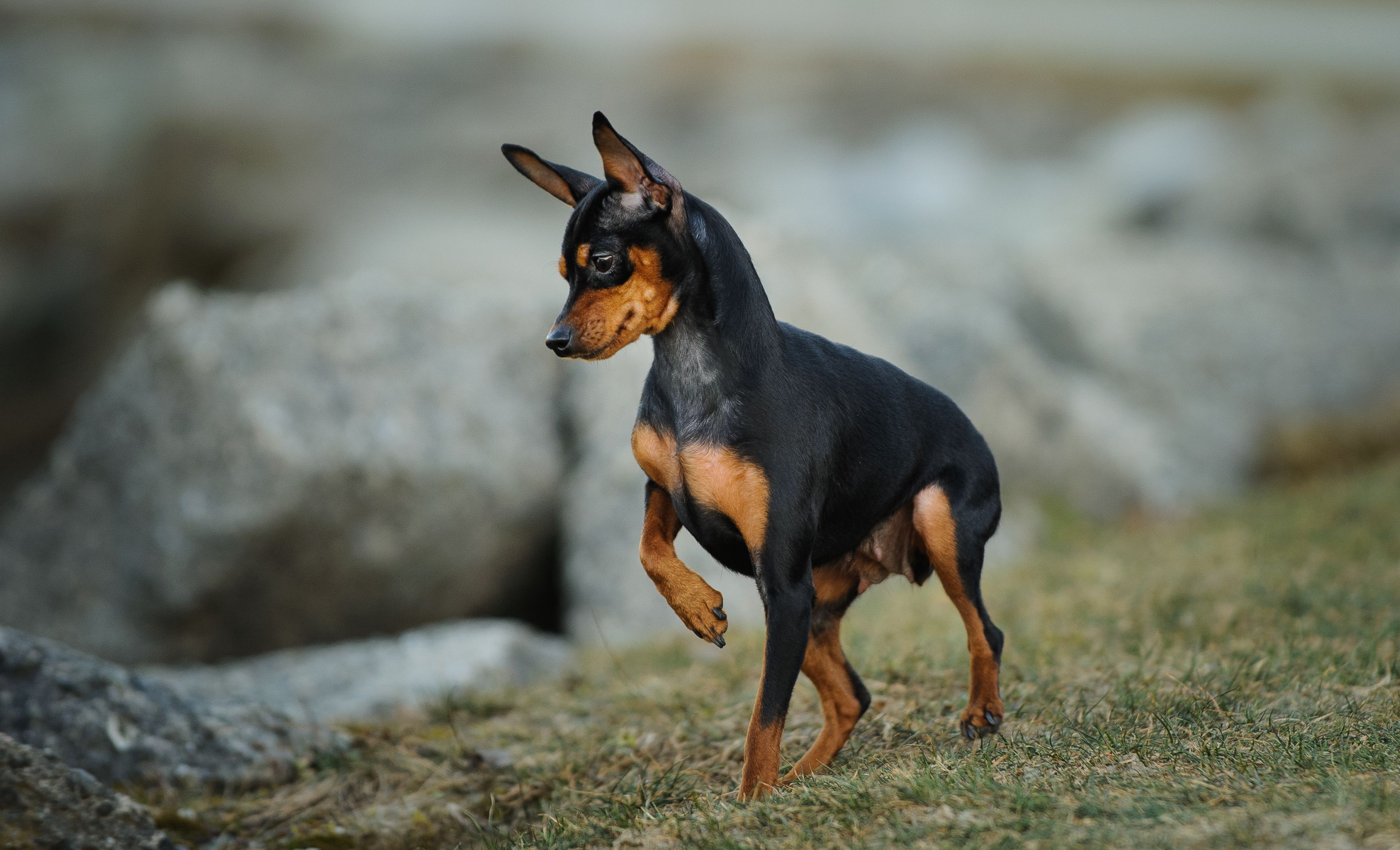 What Breeds Make a Min Pin? Unveiling the Origins and Traits