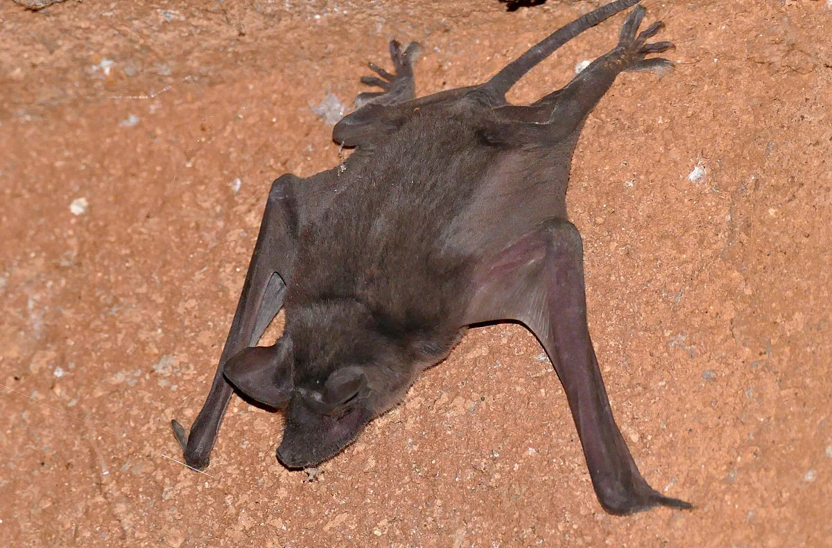7 Common Bats You'll Encounter in Riverside