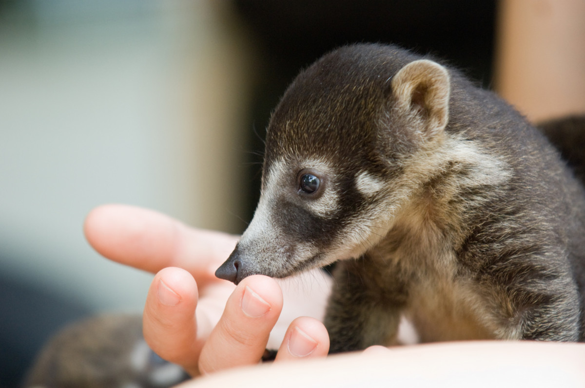 Exotic Pets You Can Legally Own in Idaho (And Which Require Permits)