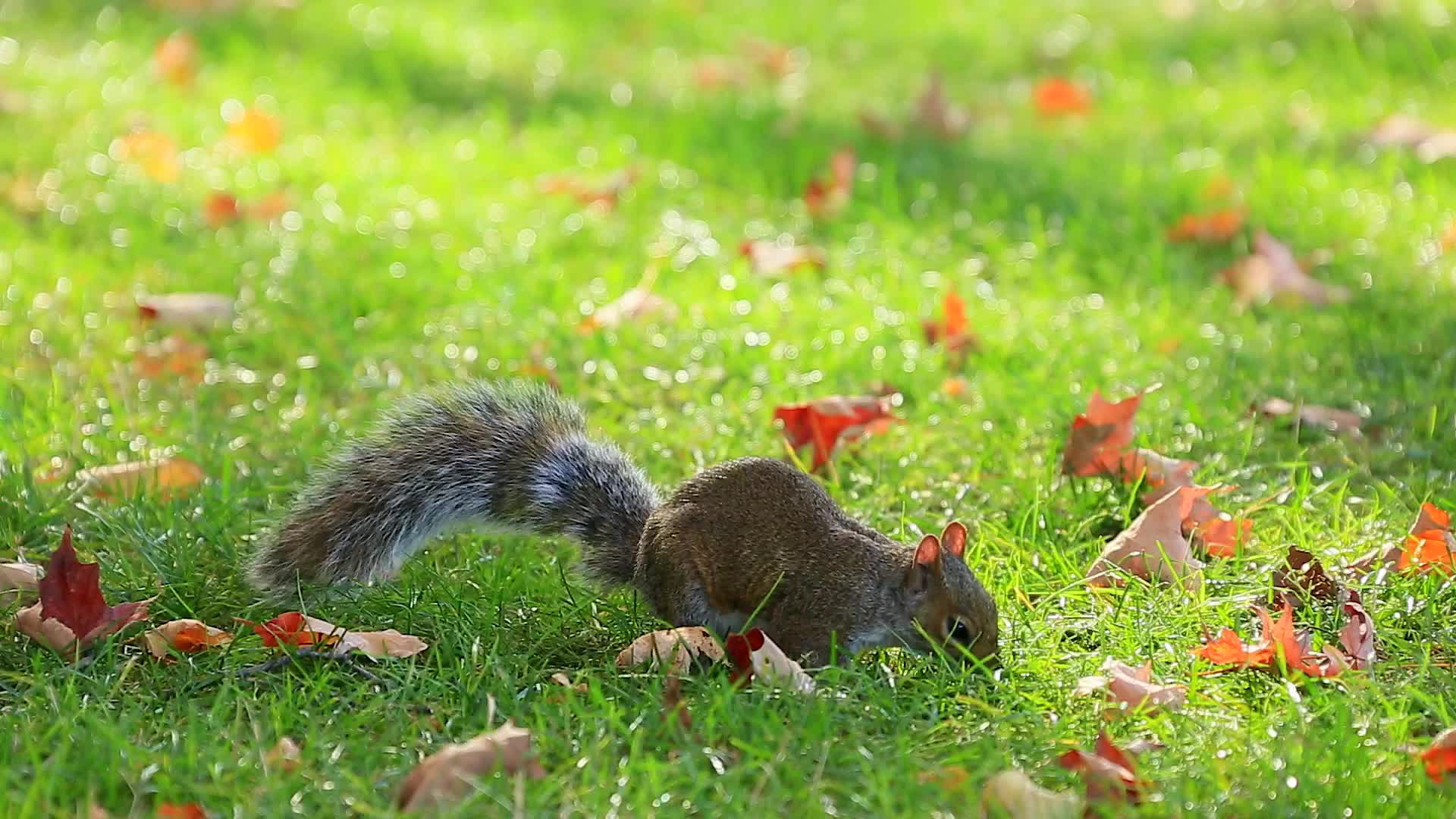 6 Squirrel Species You'll Spot in East Texas Forests