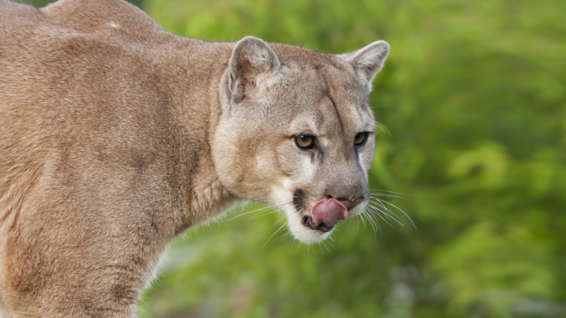 What Animals Eat Mountain Lions? Natural Threats Explained