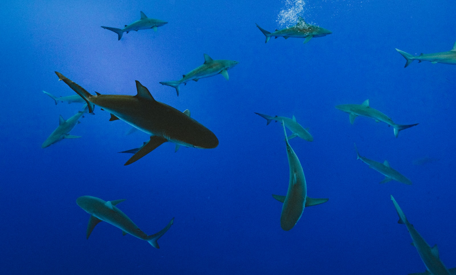 California Shark Species Guide: 19 Sharks You Might Encounter in ...