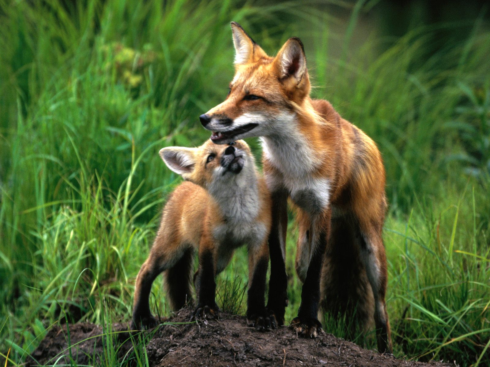 What Eats Foxes? Predators Across Different Habitats