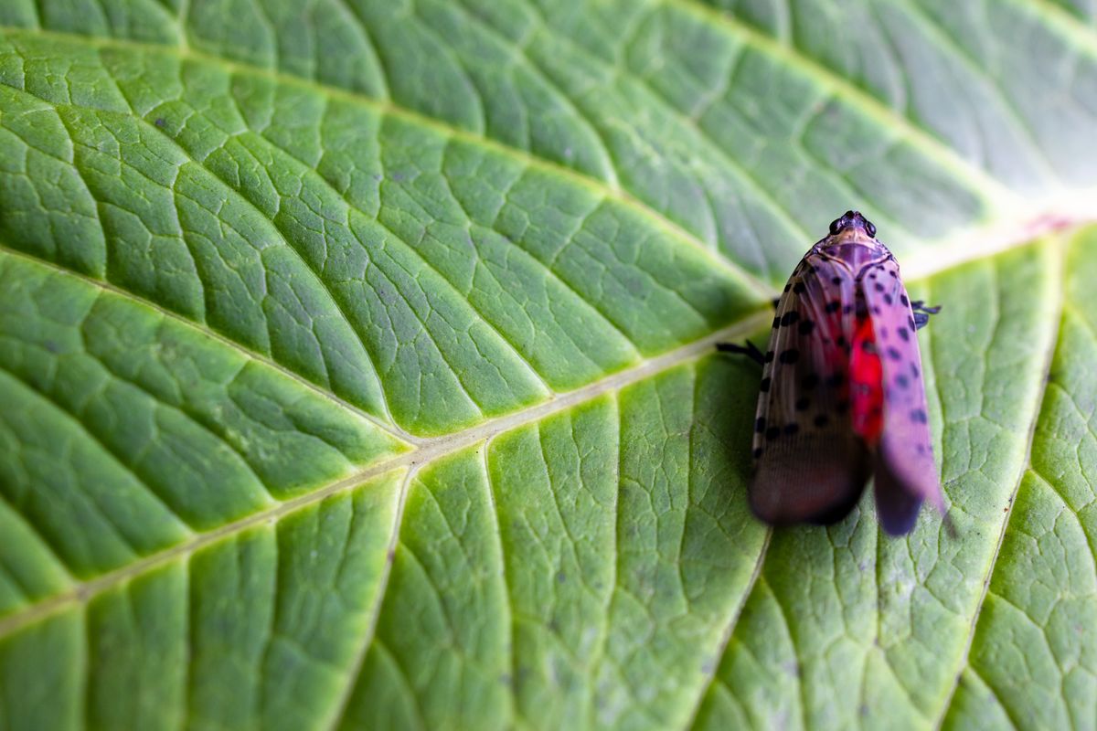 Invasive Insects in Missouri: Watch for These 10 Destructive Species
