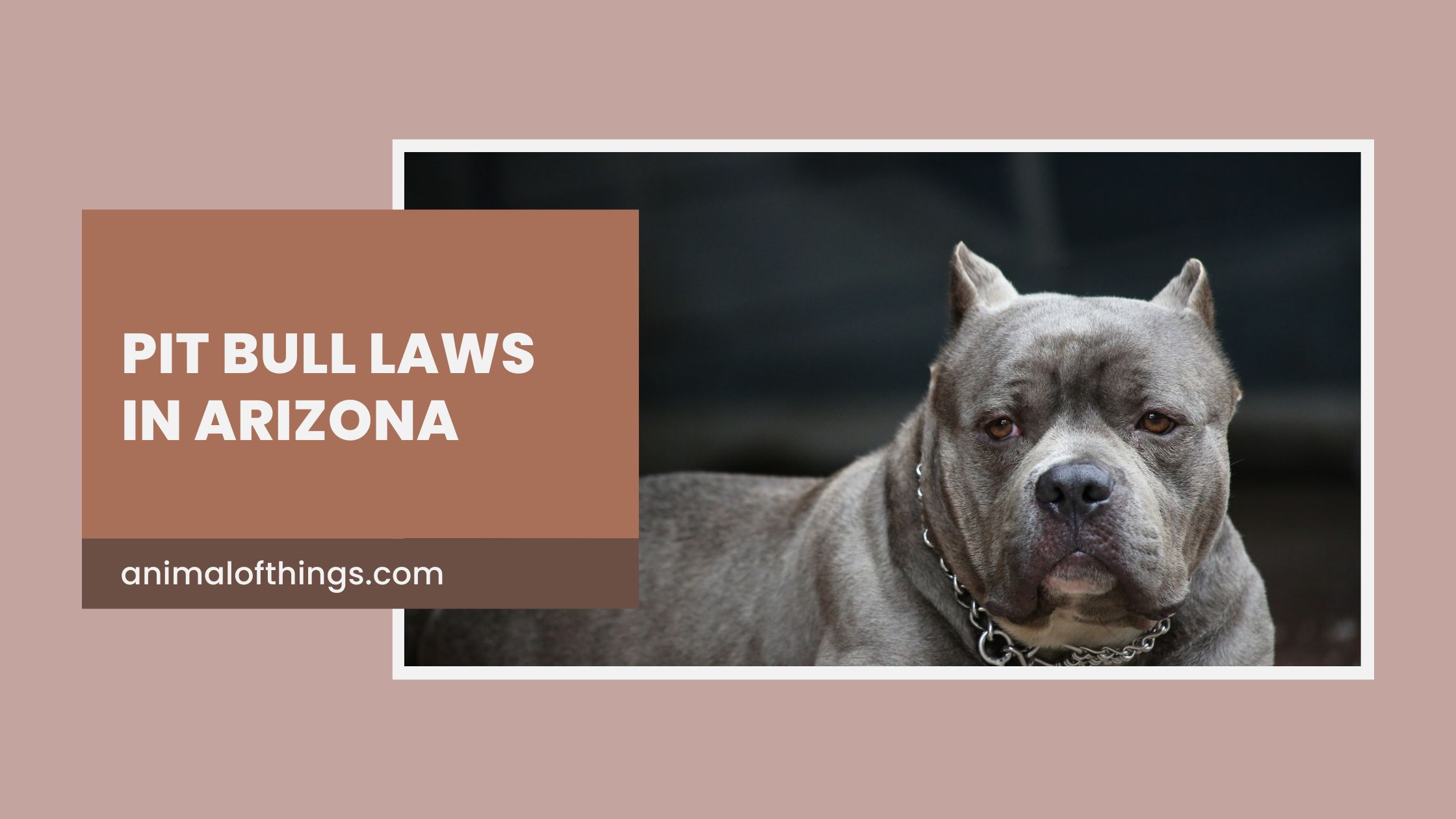 Pit Bull Laws in Arizona: What Owners Need to Know in 2026
