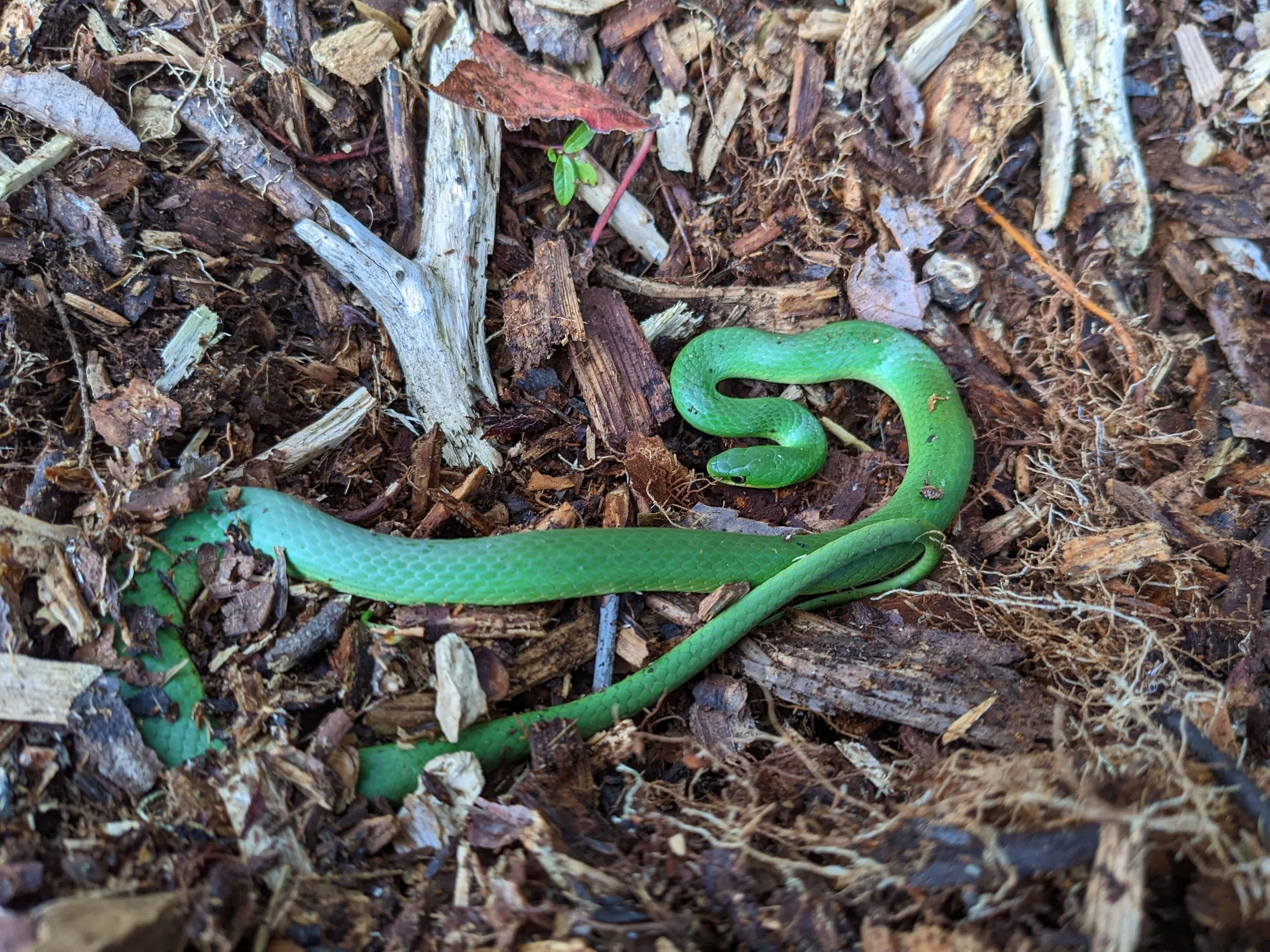 Where to Find Smooth Green Snakes in Massachusetts (With Pictures)