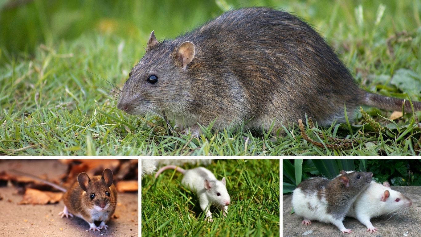 14 Types of Rats: Identifying Wild Species, Lab Rats, and Pet Varieties