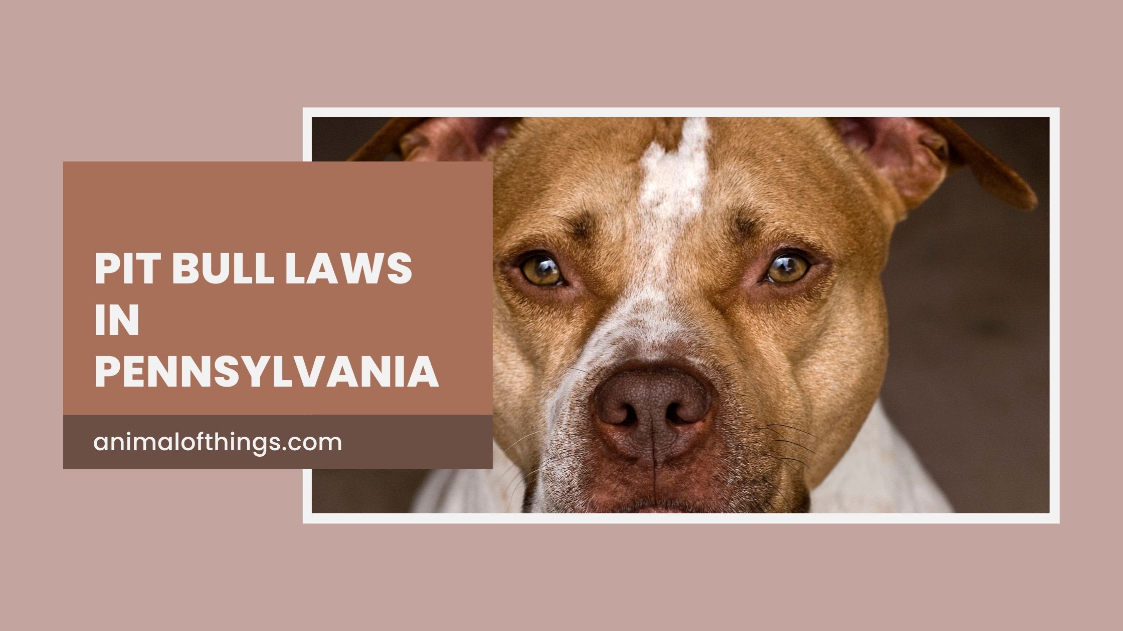 Pit Bull Laws in Pennsylvania: Essential Guidelines for Responsible ...