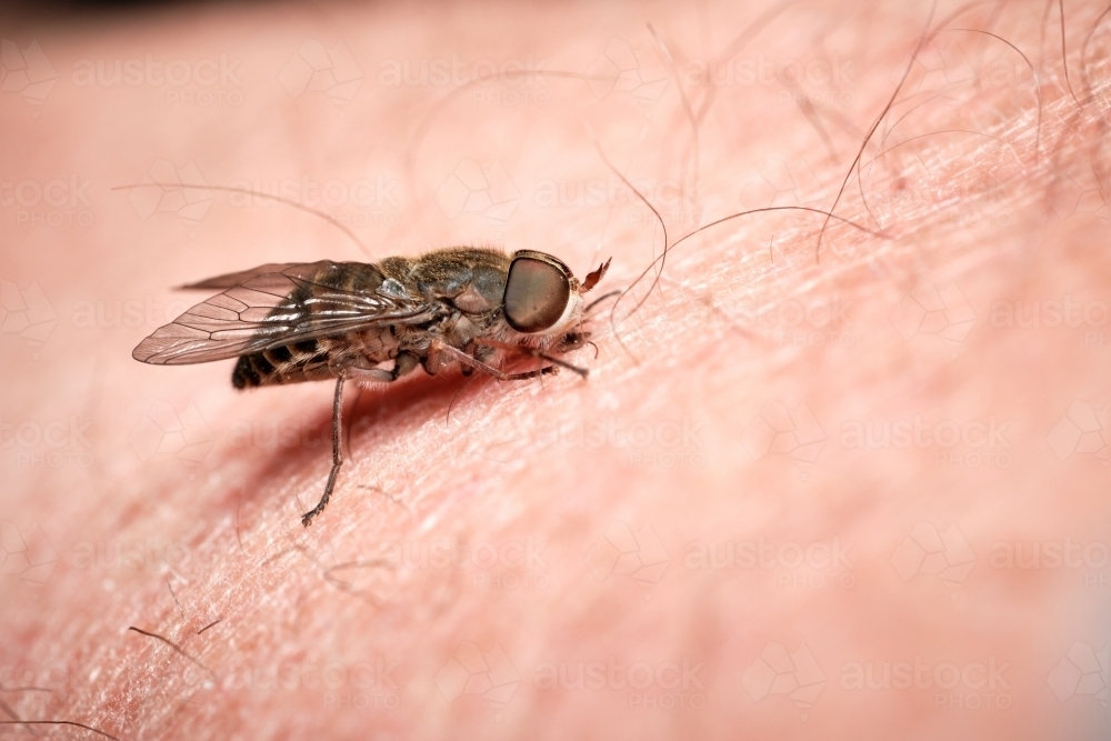Biting Flies in Illinois: 6 Species, Their Bites, and How to Stay Safe