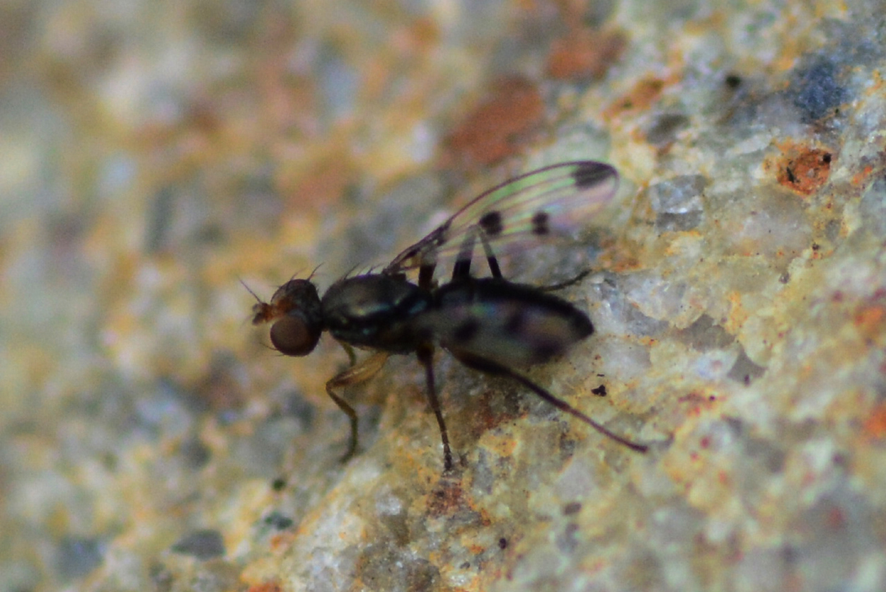 New York's 7 Most Annoying Biting Flies and What to Do About Them