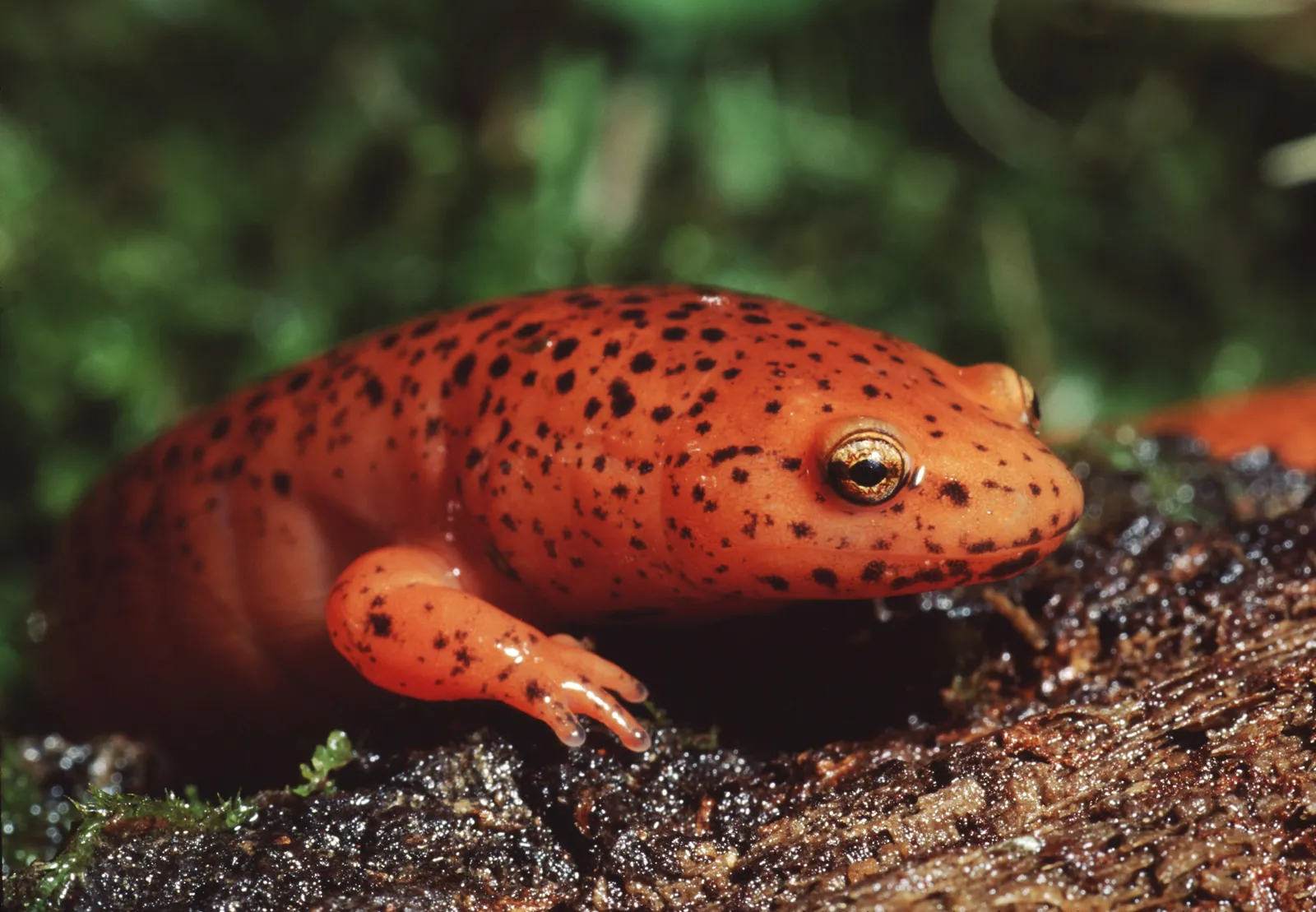 9 Salamanders Found in Central Texas: Species, Habitats, and ...