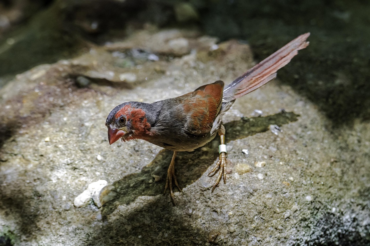 Hawaiian Honeycreepers: 11 Native Finch Species You Can Still See Today