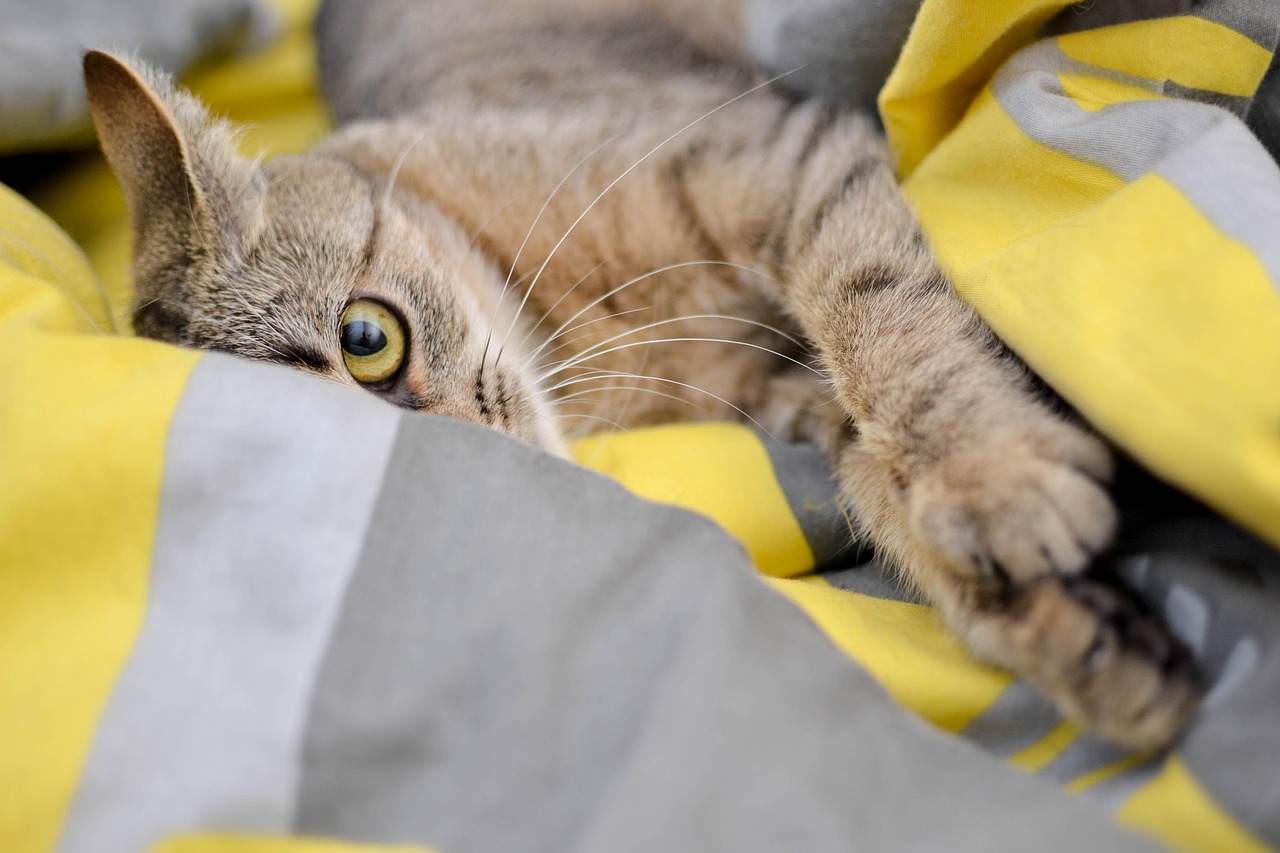 Neighbor's Cat in Your Yard in Maryland: What the Law Actually Says