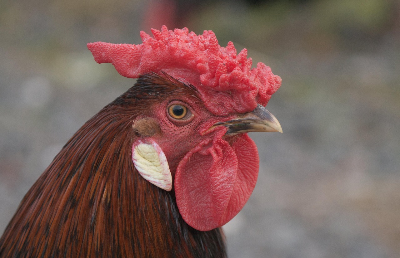 Rooster Crowing Laws in Indiana: Noise Ordinances, Quiet Hours, and How ...