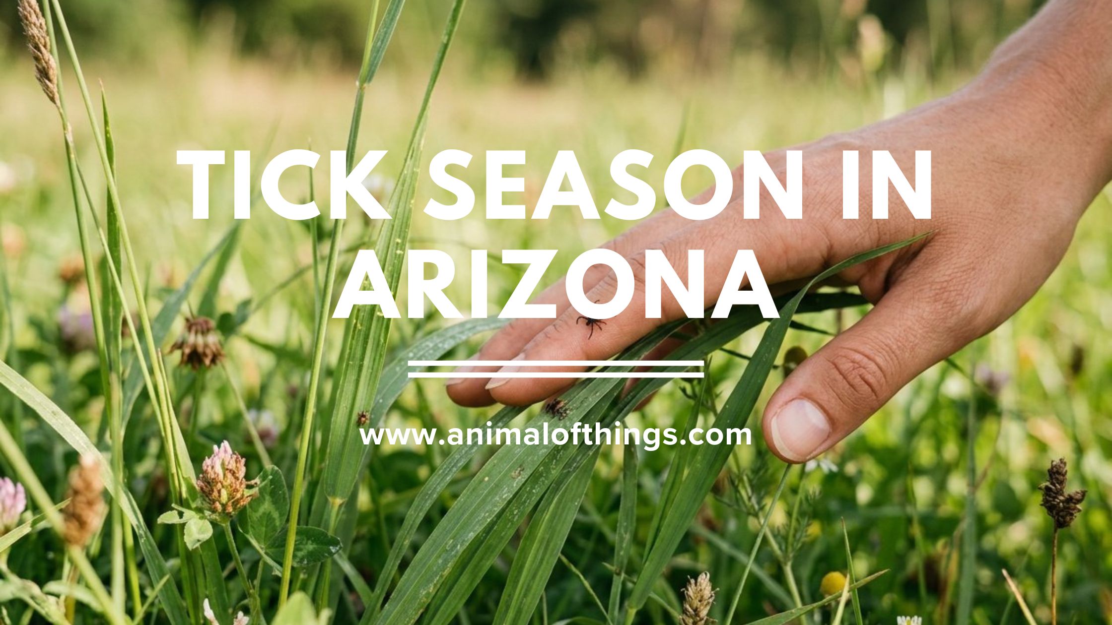 Tick Season in Arizona: What to Know Before You Head Outdoors