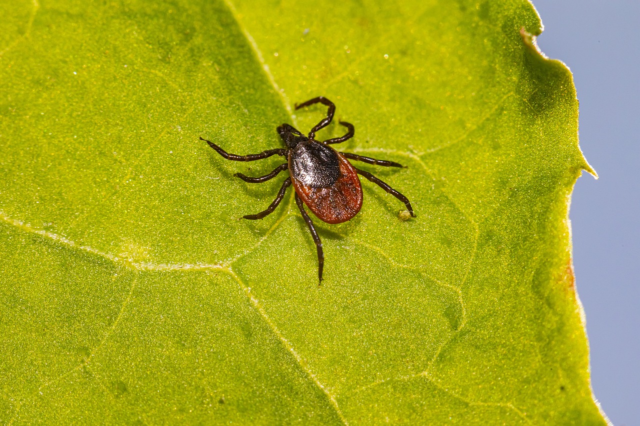 Oregon Tick Season: Peak Times, Dangerous Species, and Proven ...