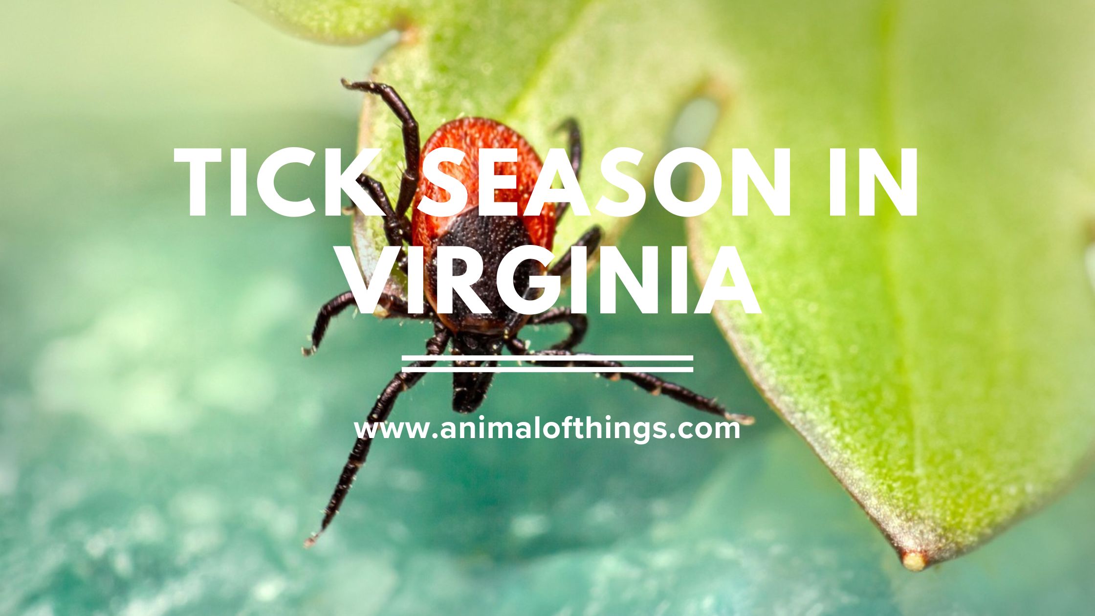 Tick Season in Virginia: Peak Months, Dangerous Species, and Prevention ...