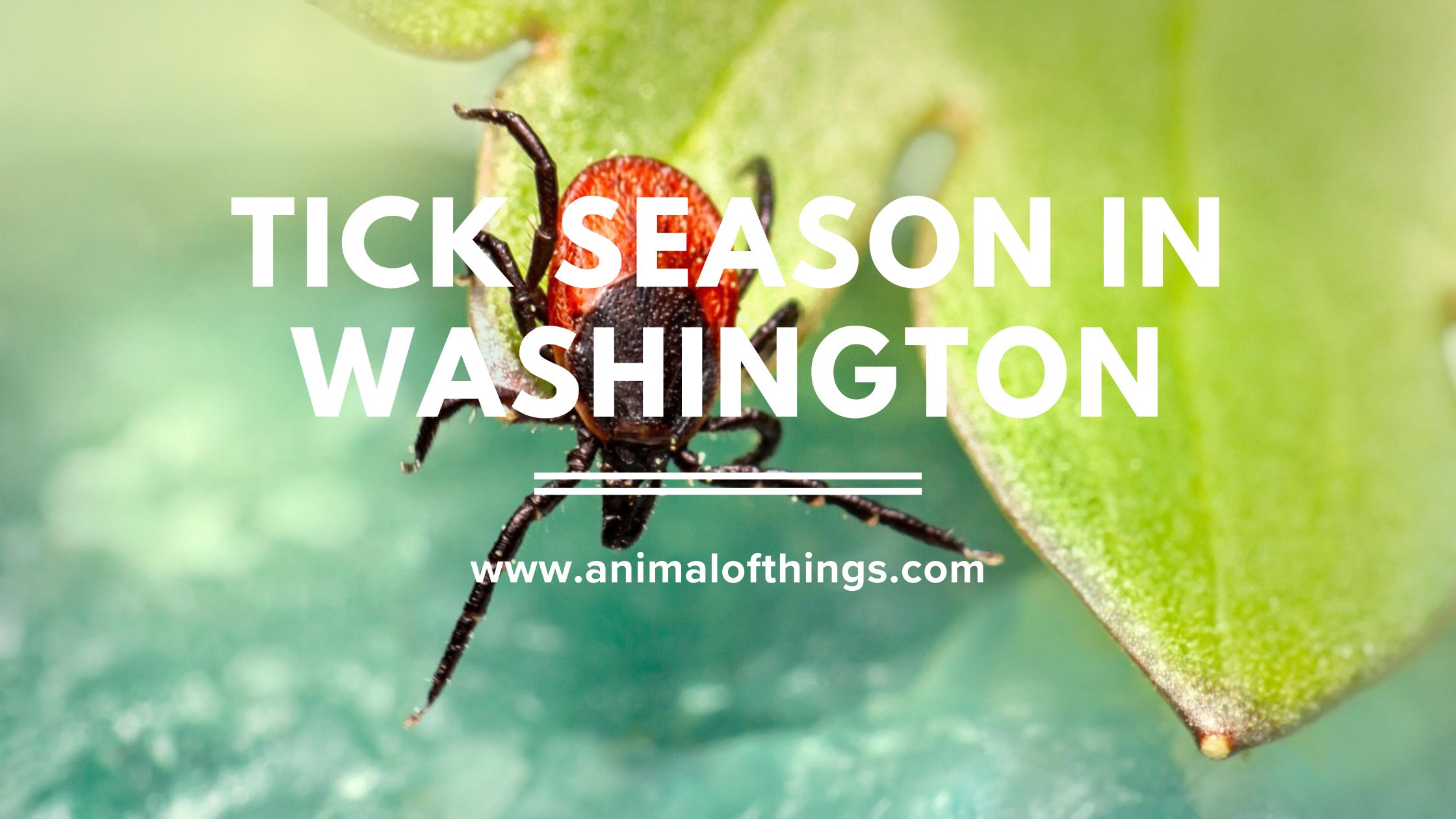 Tick Season in Washington: What to Know Before You Head Outdoors