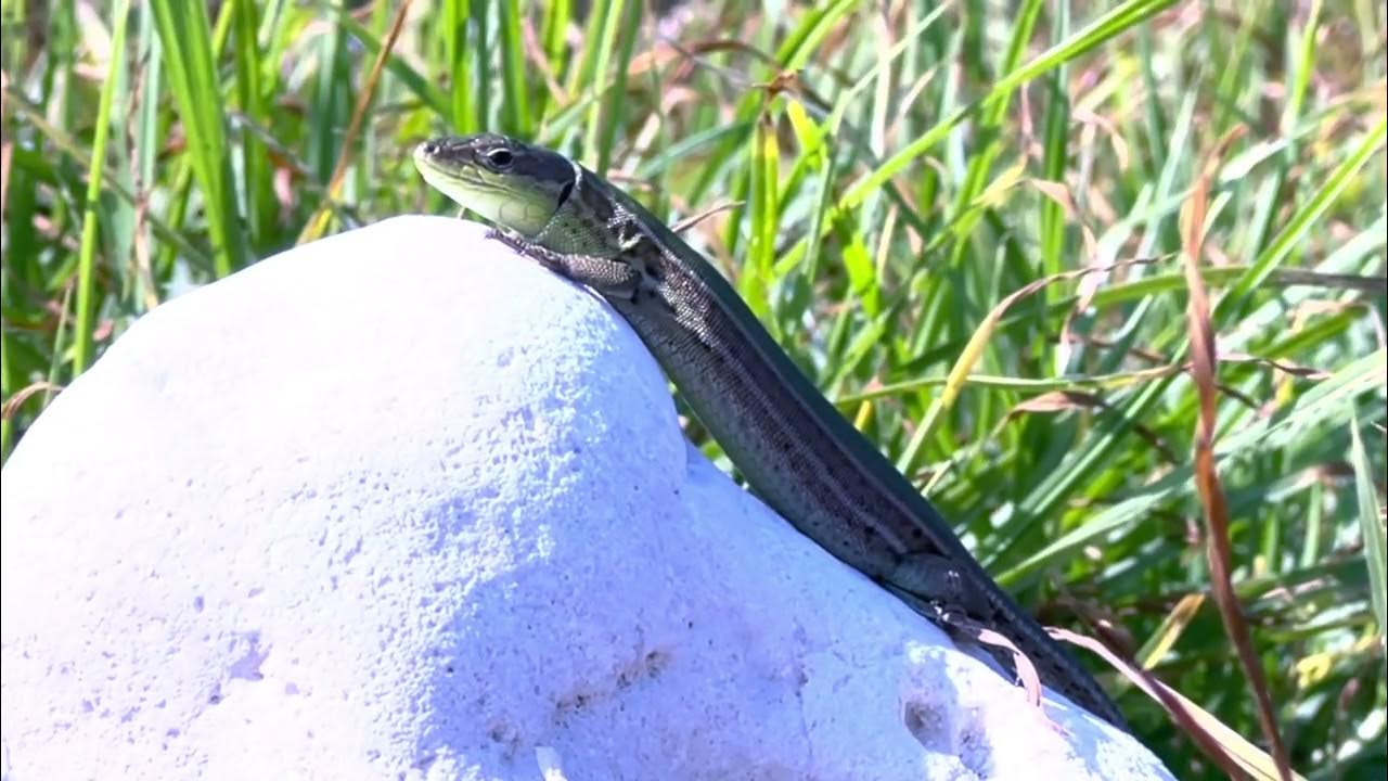 10 Wild Lizards of Zakynthos: Species, Habitats, and Spotting Tips