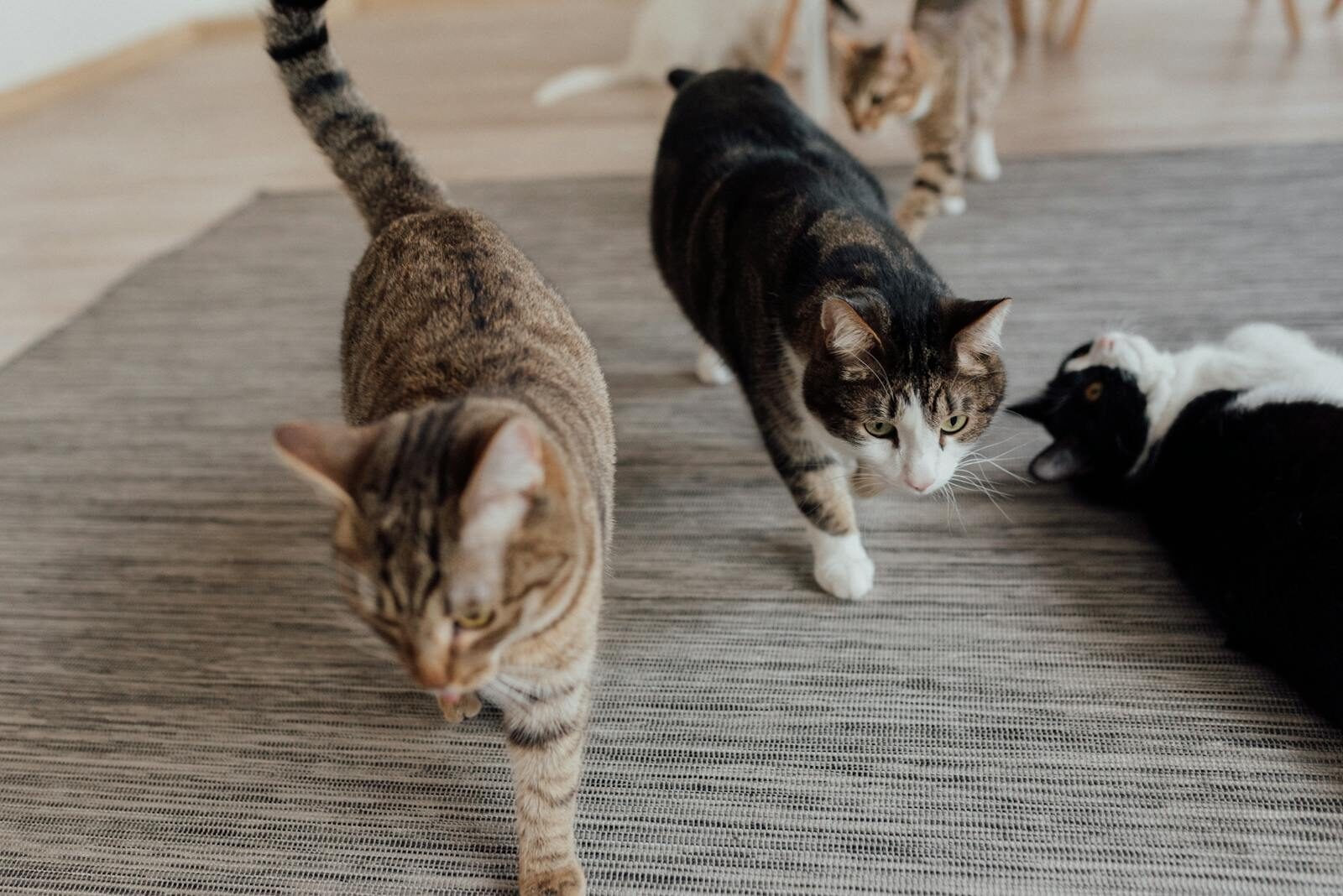 Neighbor's Cat in Your Yard: What Connecticut Law Actually Allows