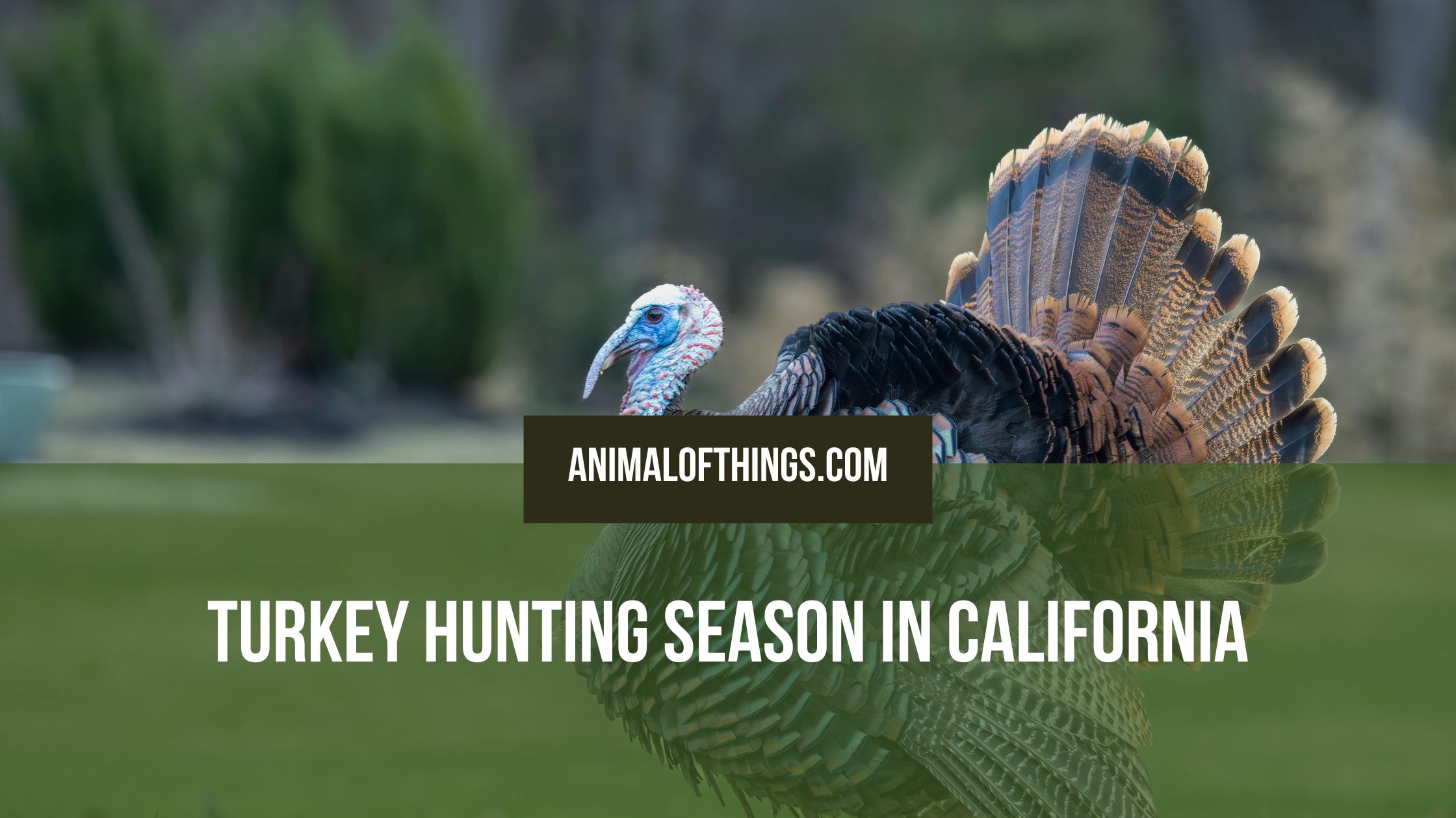 Turkey Hunting Season in California: Dates, Limits, and Regulations You ...