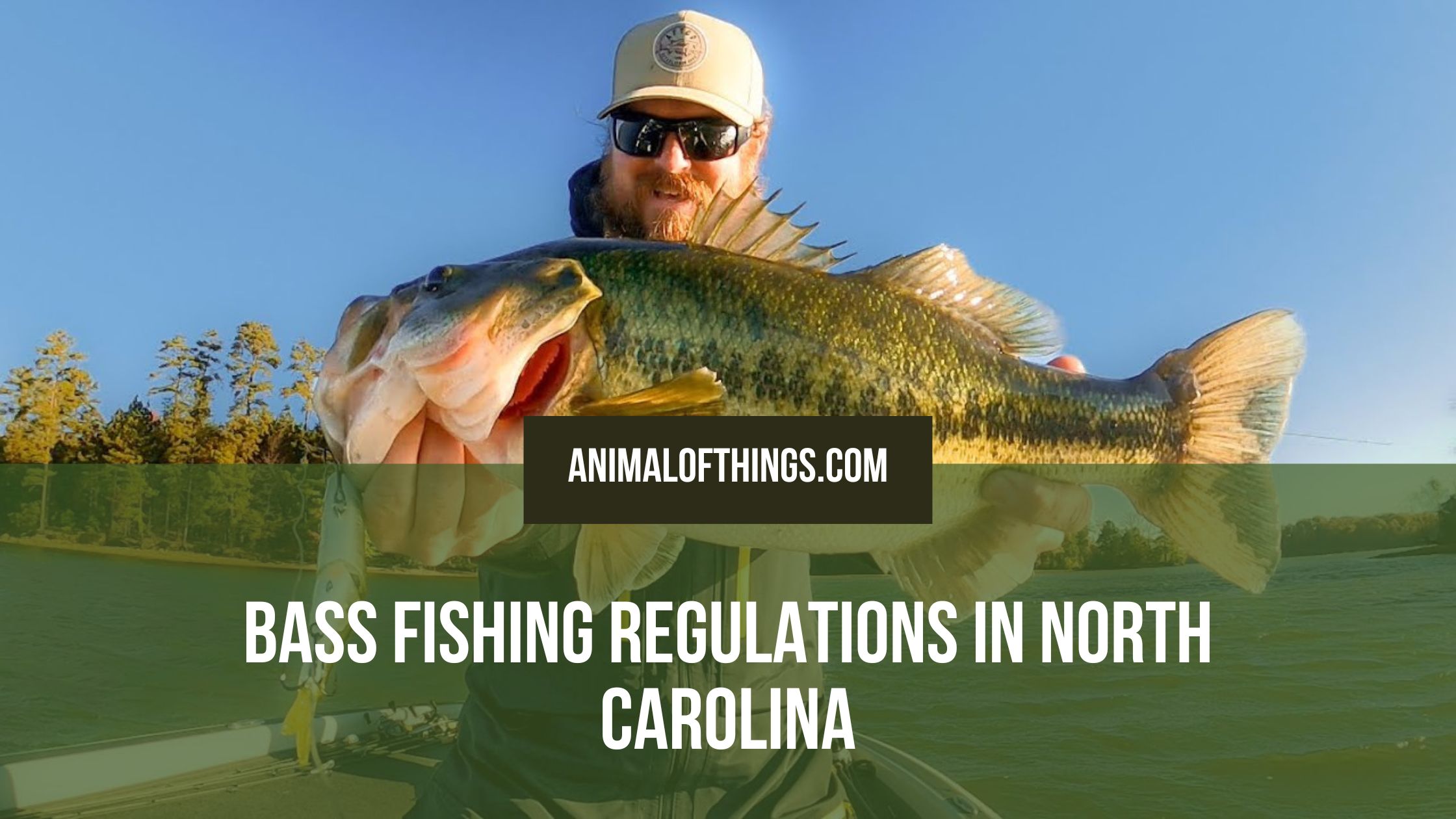 Bass Fishing Regulations in North Carolina: What Every Angler Needs to Know