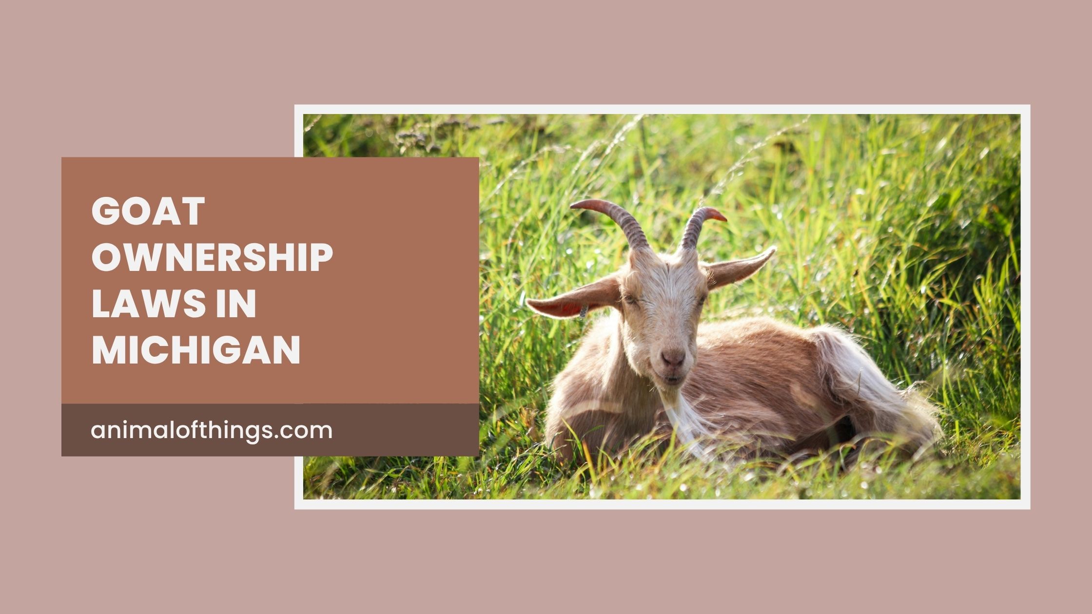 Goat Ownership Laws in Michigan: Key Rules for Owners