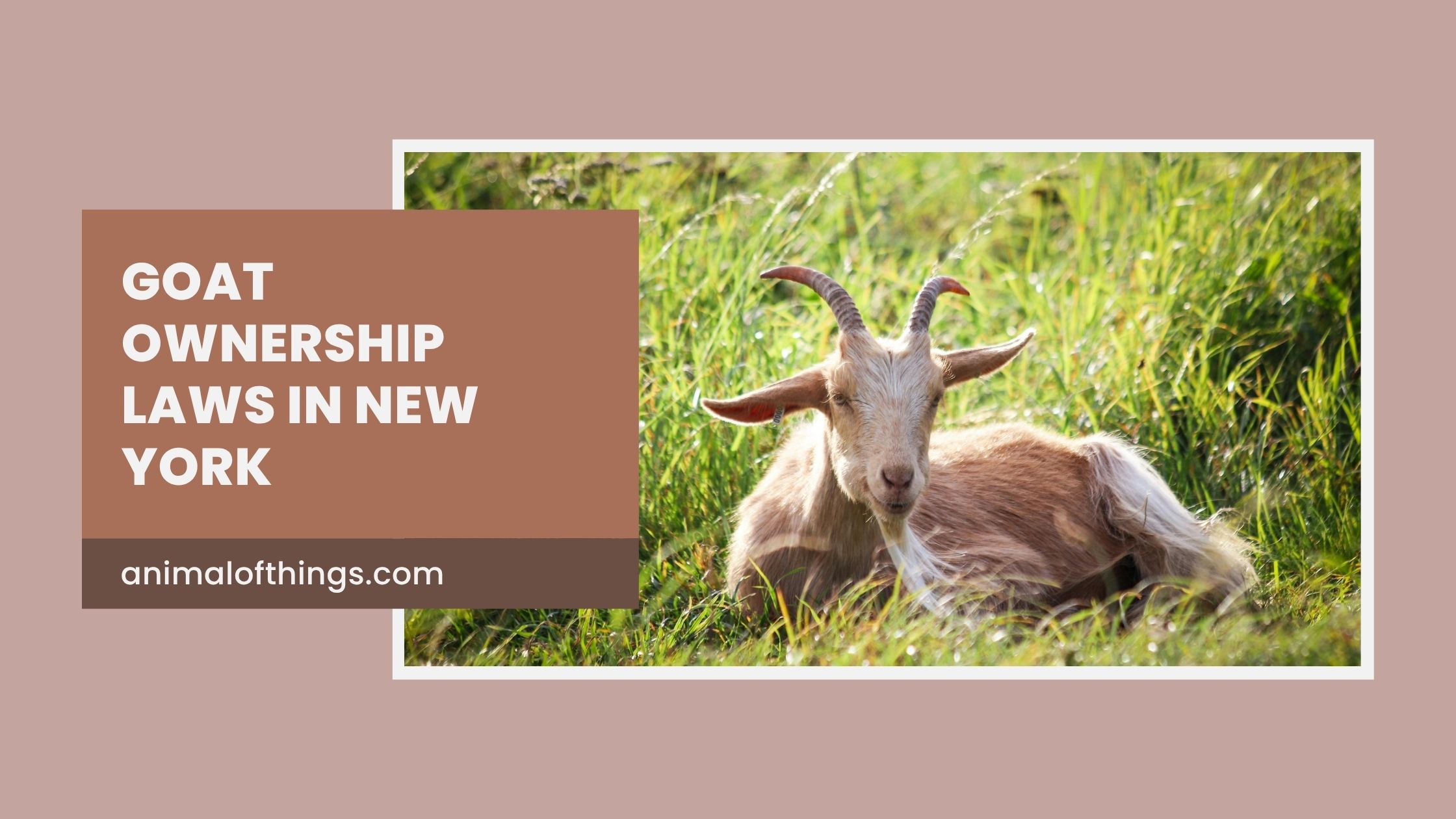 Goat Ownership Laws in New York: Key Rules to Know