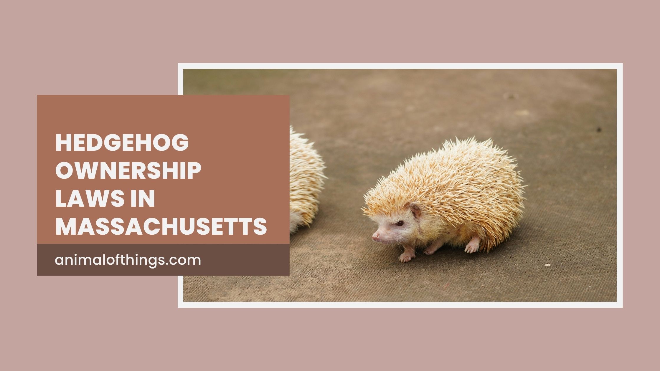 Hedgehog Ownership Laws in Massachusetts: What’s Legal
