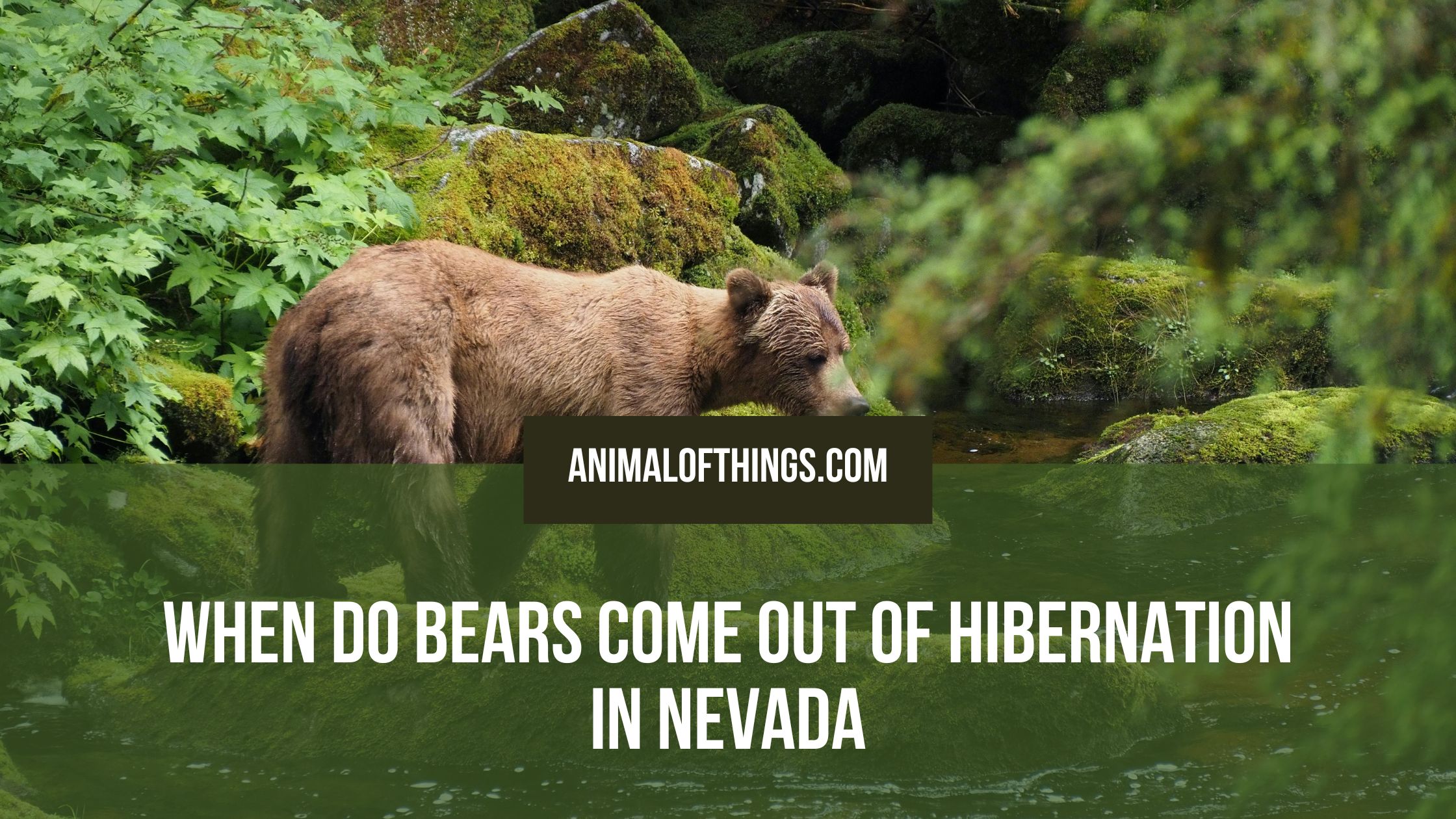 When Do Bears Come Out of Hibernation in Nevada? What You Need to Know