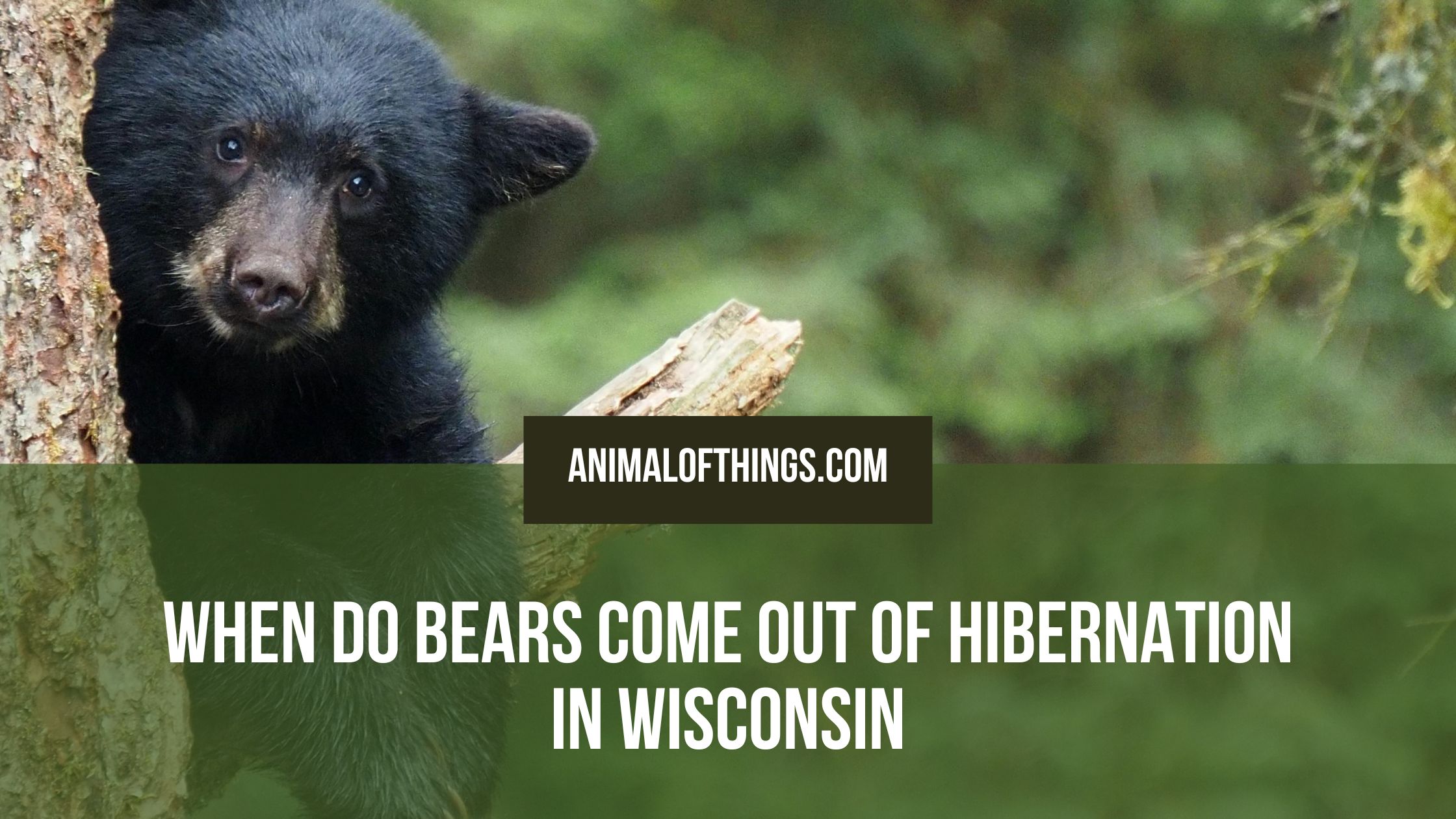 When Do Bears Come Out of Hibernation in Wisconsin? What You Need to Know