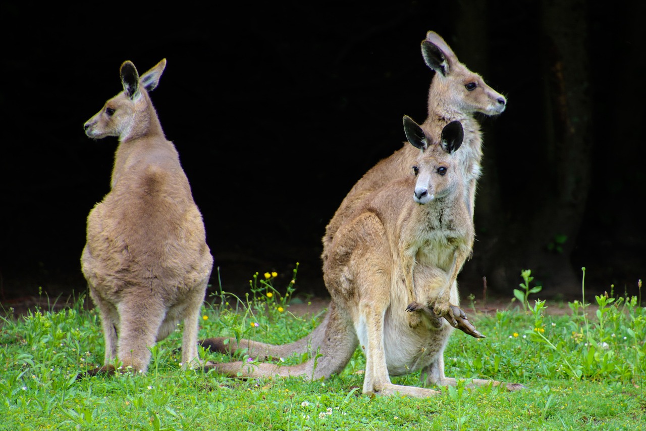 Can You Own a Kangaroo in New Jersey? What the Law Actually Says