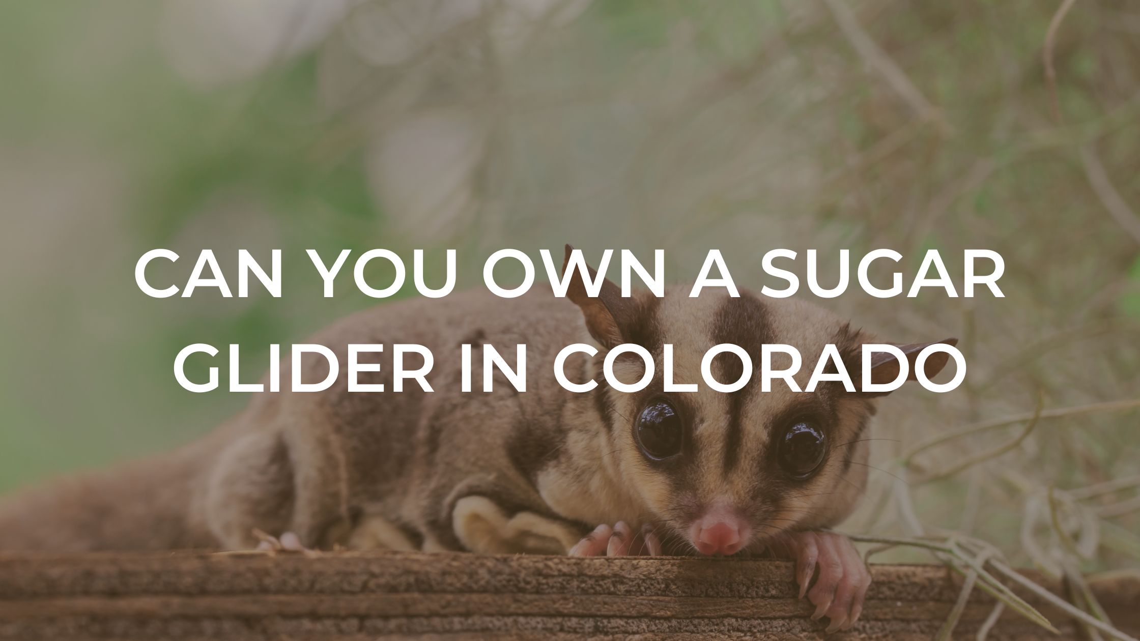 Can You Own a Sugar Glider in Colorado? What State Law Actually Says