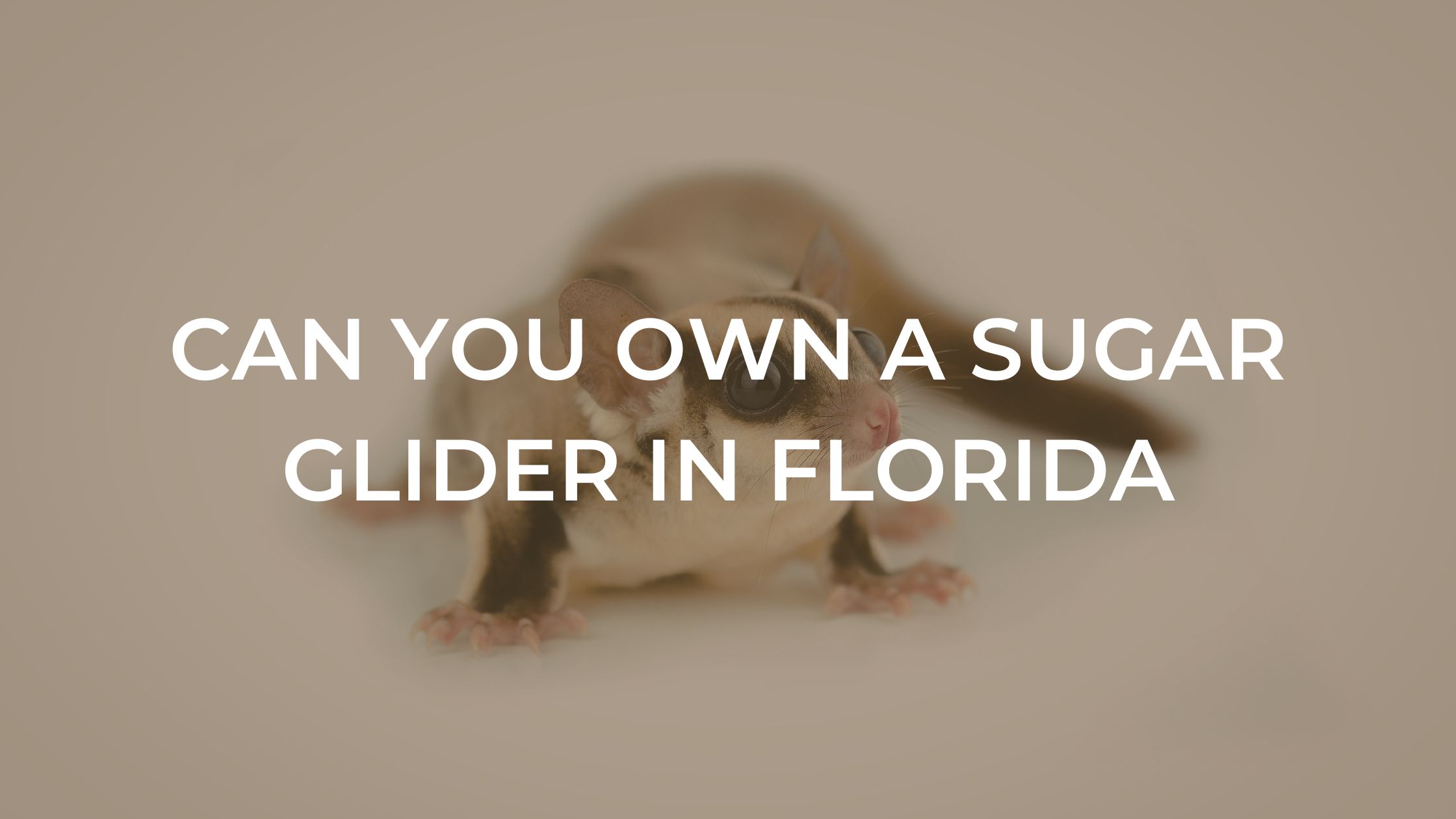 Can You Own a Sugar Glider in Florida? What the Law Actually Says